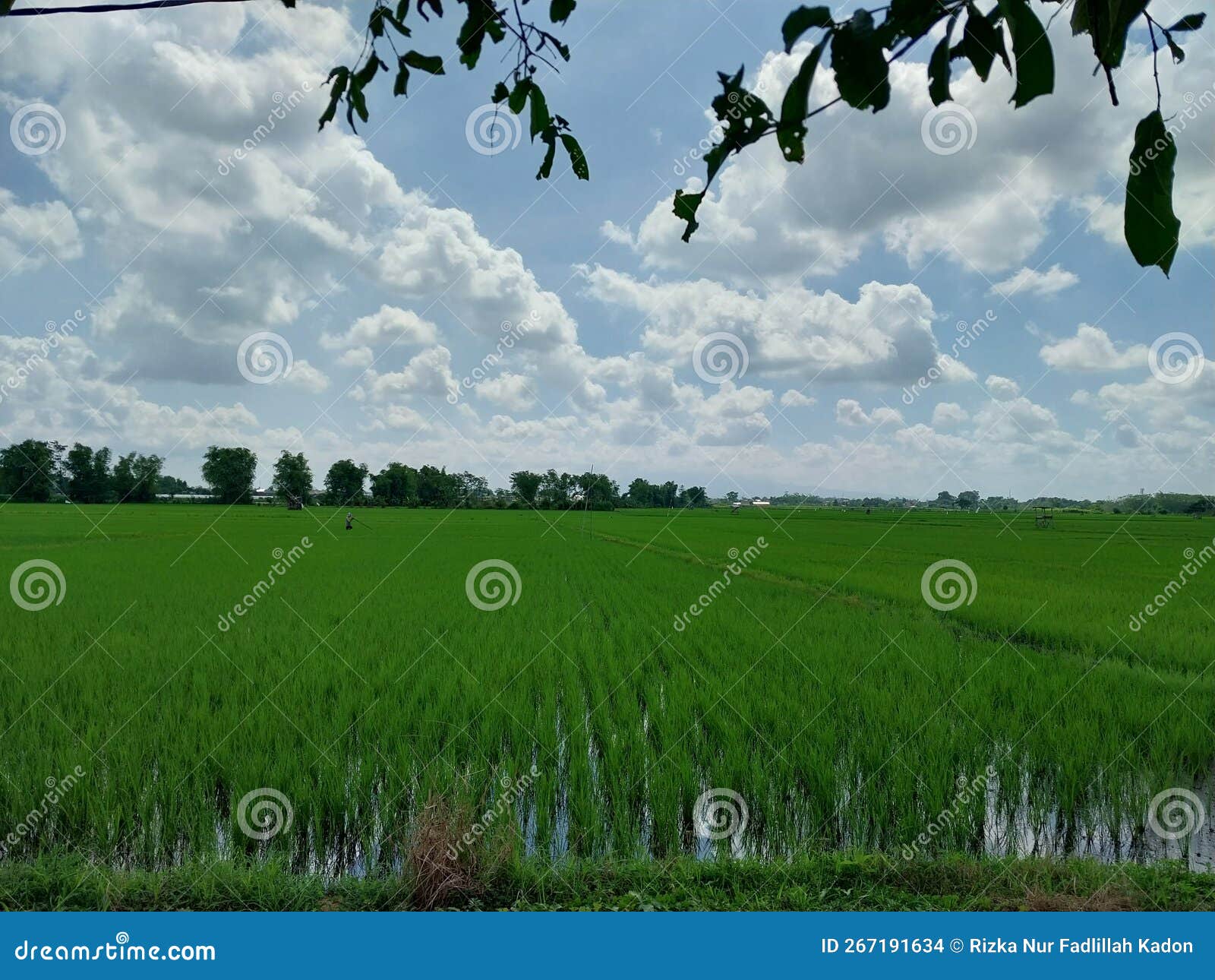 Vast Expanses of Rice Fields Stock Photo - Image of nature, meadow ...