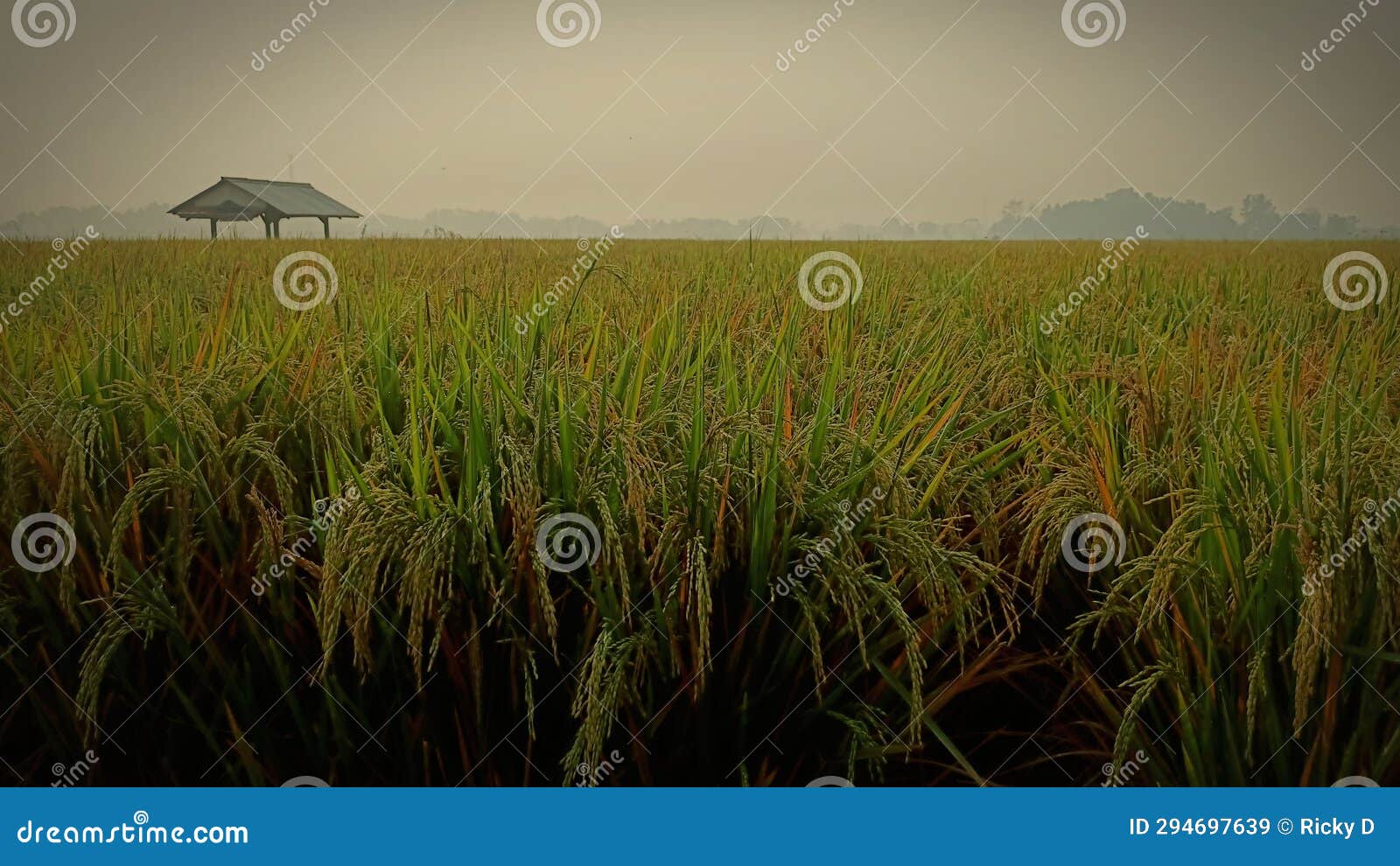Vast Expanses of Rice Fields Stock Image - Image of fields, outdoor ...