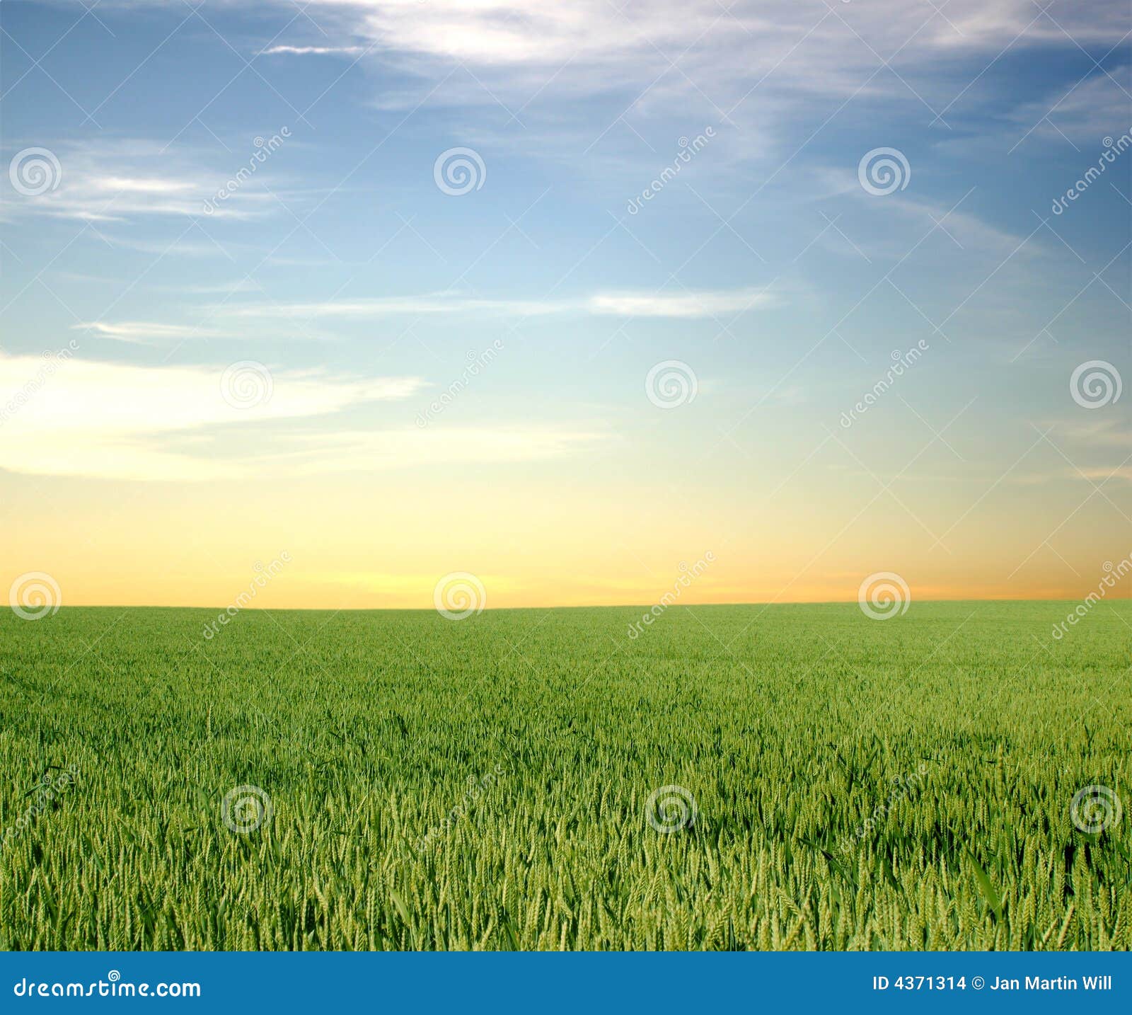 Vast field and clear sky stock photo. Image of cultivated - 4371314