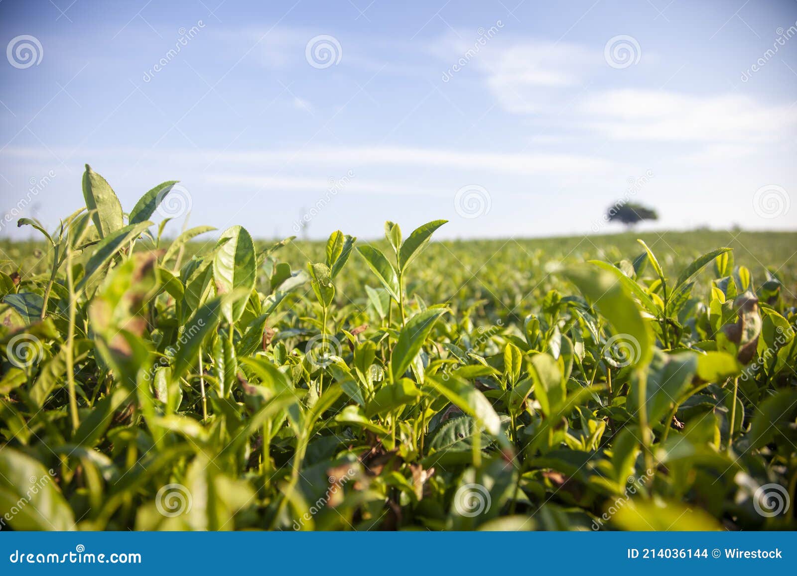 Vast Field with Fresh Green Plants during Stock Photo - Image of growth ...