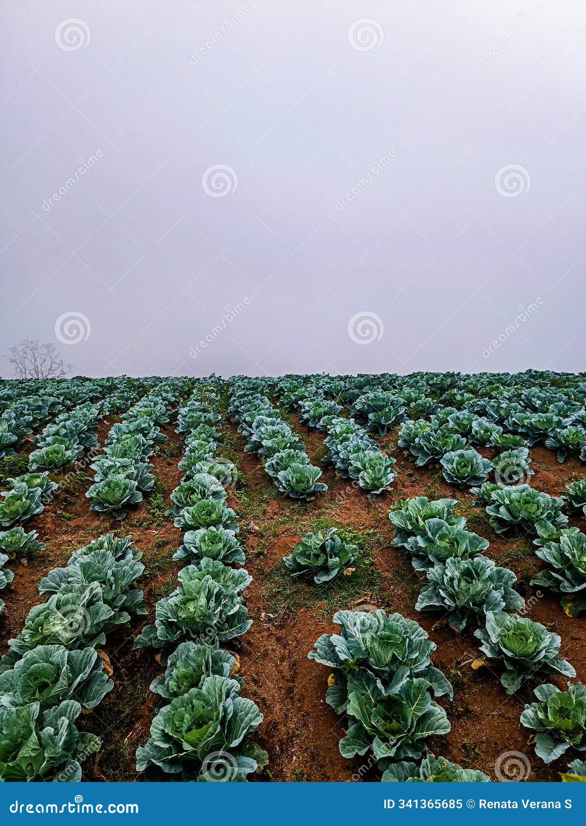 A Vast Field of Green Cabbages Stretches Out Under a Cloudy Sky. Stock ...