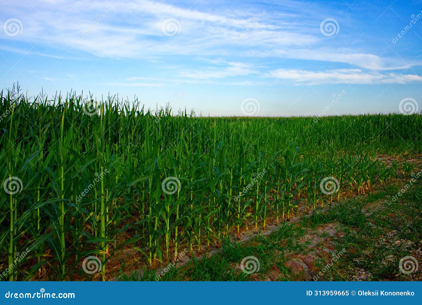A Vast Field of Tall, Green Corn Plants Under a Blue Sky with Wispy ...