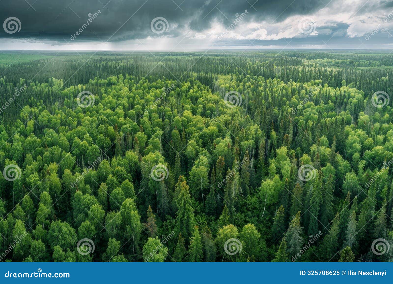 A Vast Forest with Numerous Trees Stretching Towards the Sky Under a Cloud-filled Atmosphere ...