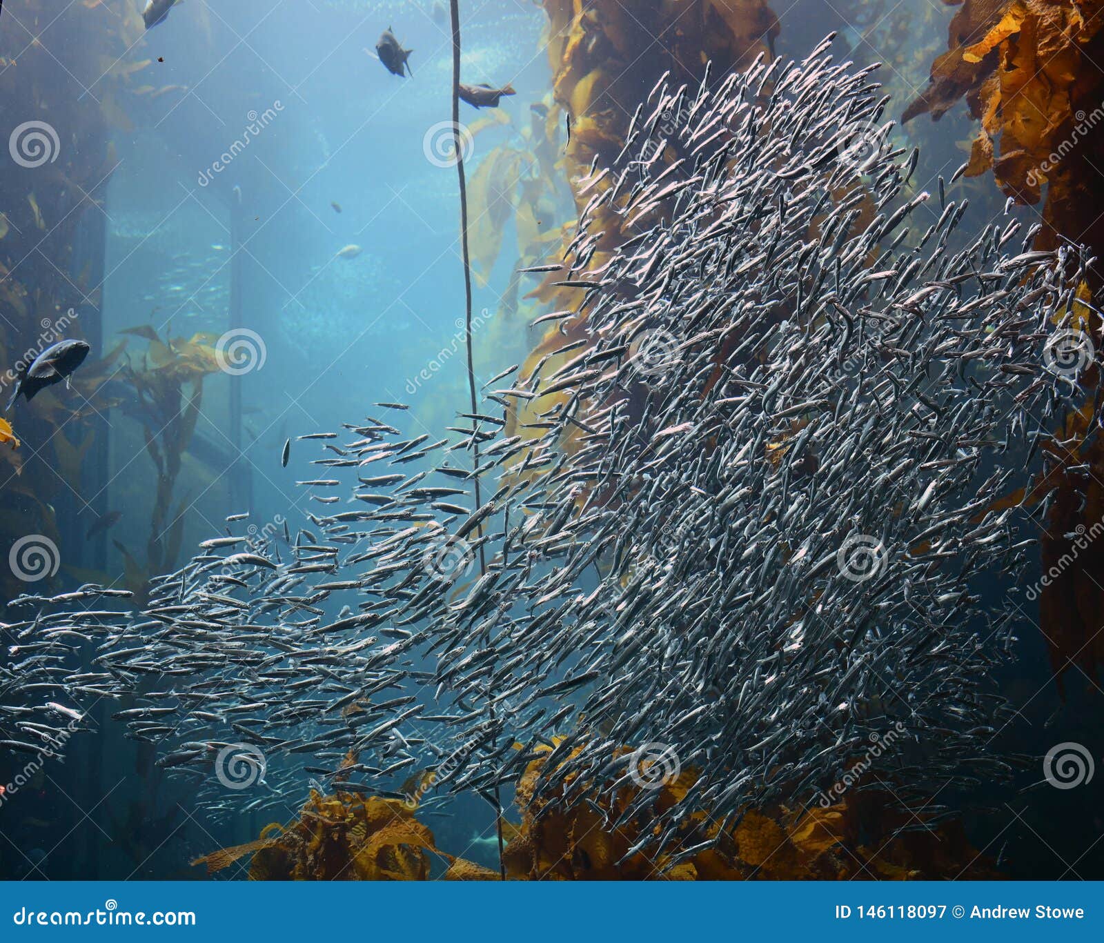 The Vast Ocean All Up Close Stock Image - Image of marine, green: 146118097
