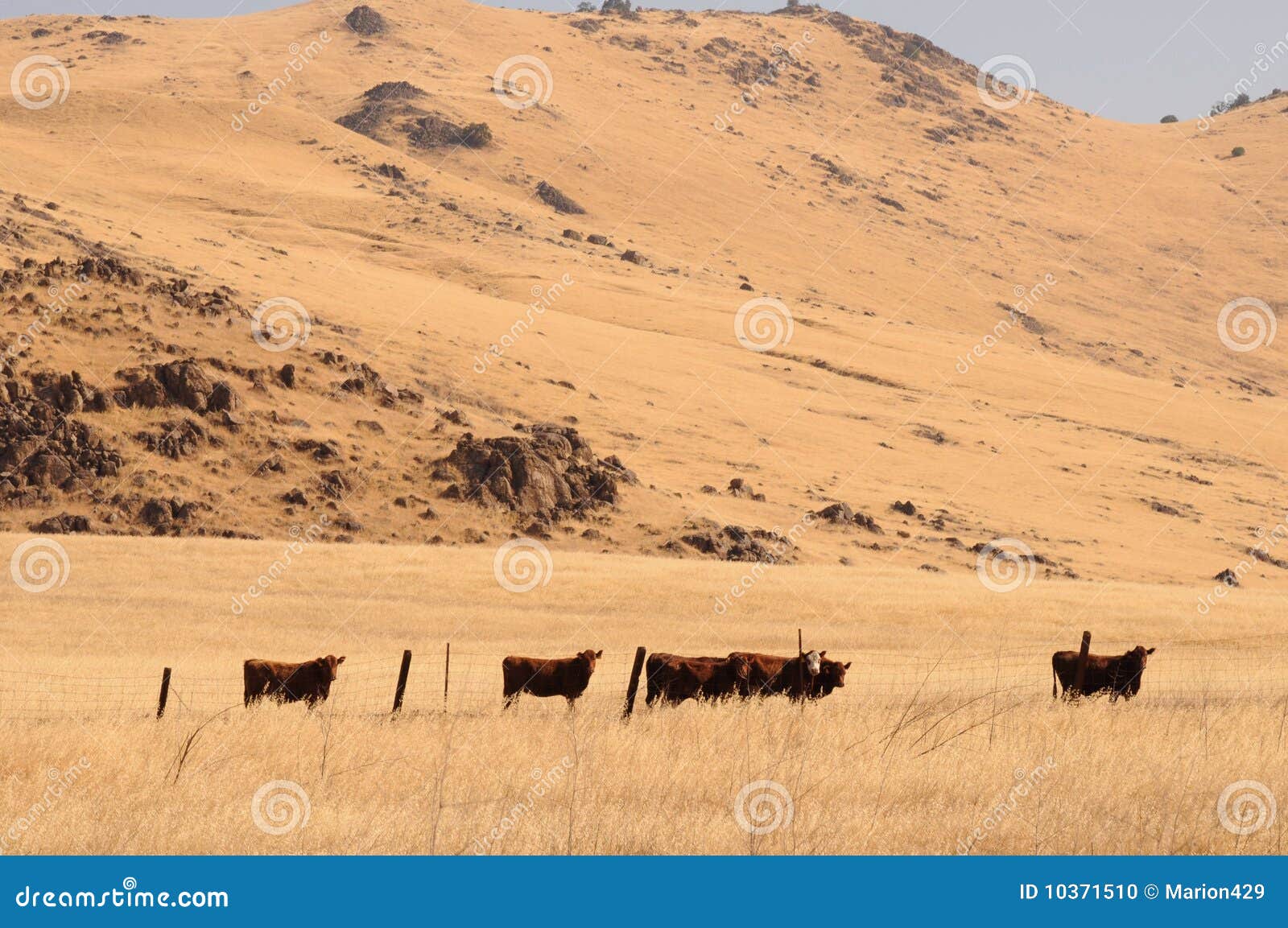 Vast pasture with cows stock photo. Image of farms, vast - 10371510