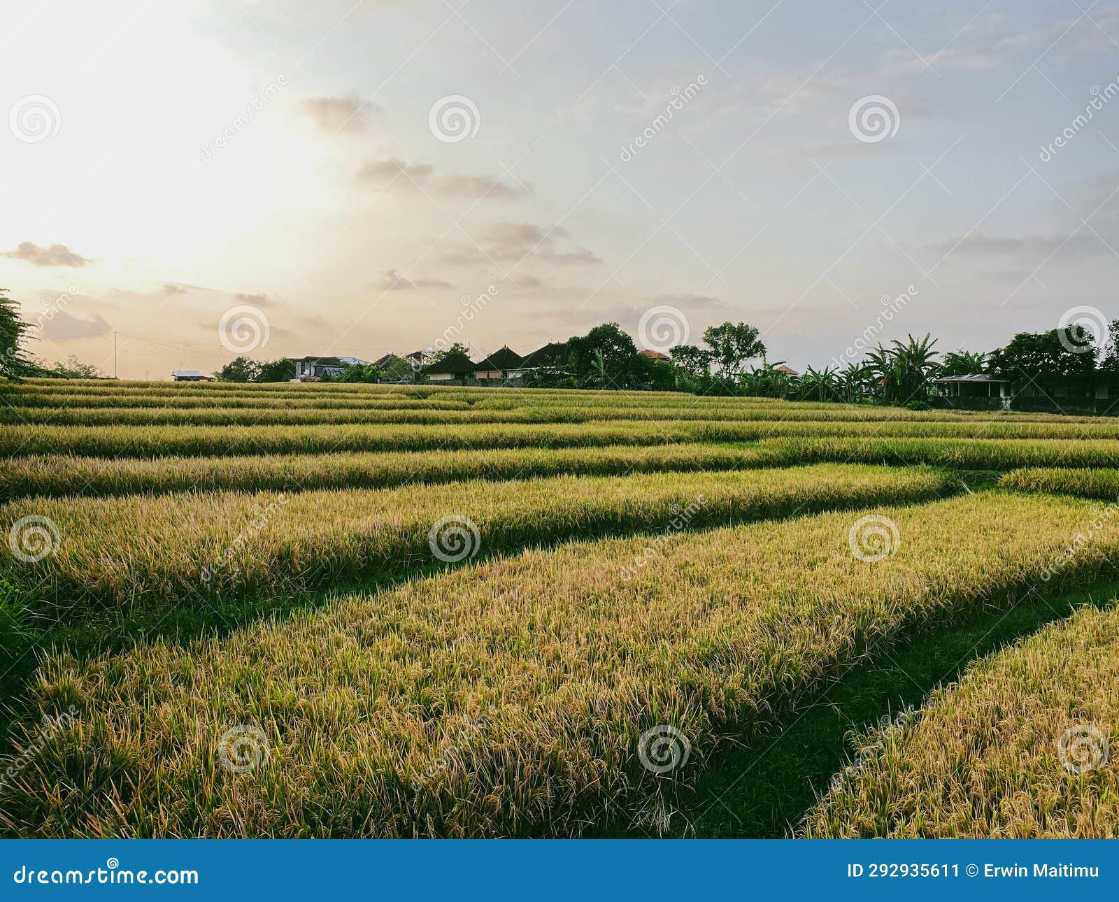 Vast Rice Fields are Ready To Be Harvested Stock Image - Image of field ...