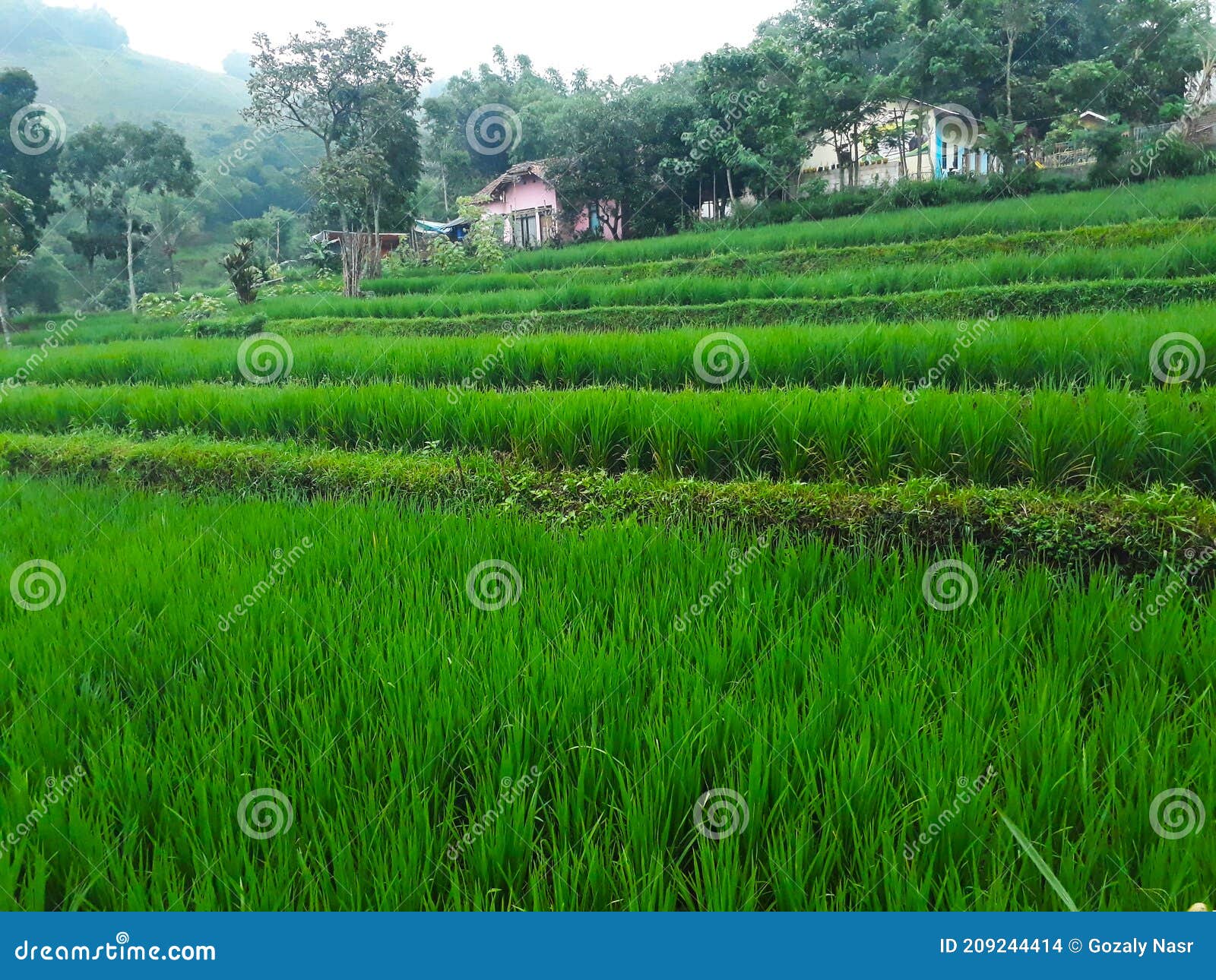 The Vast Rice Fields are Very Beautiful in the Cicalengka Area of ...