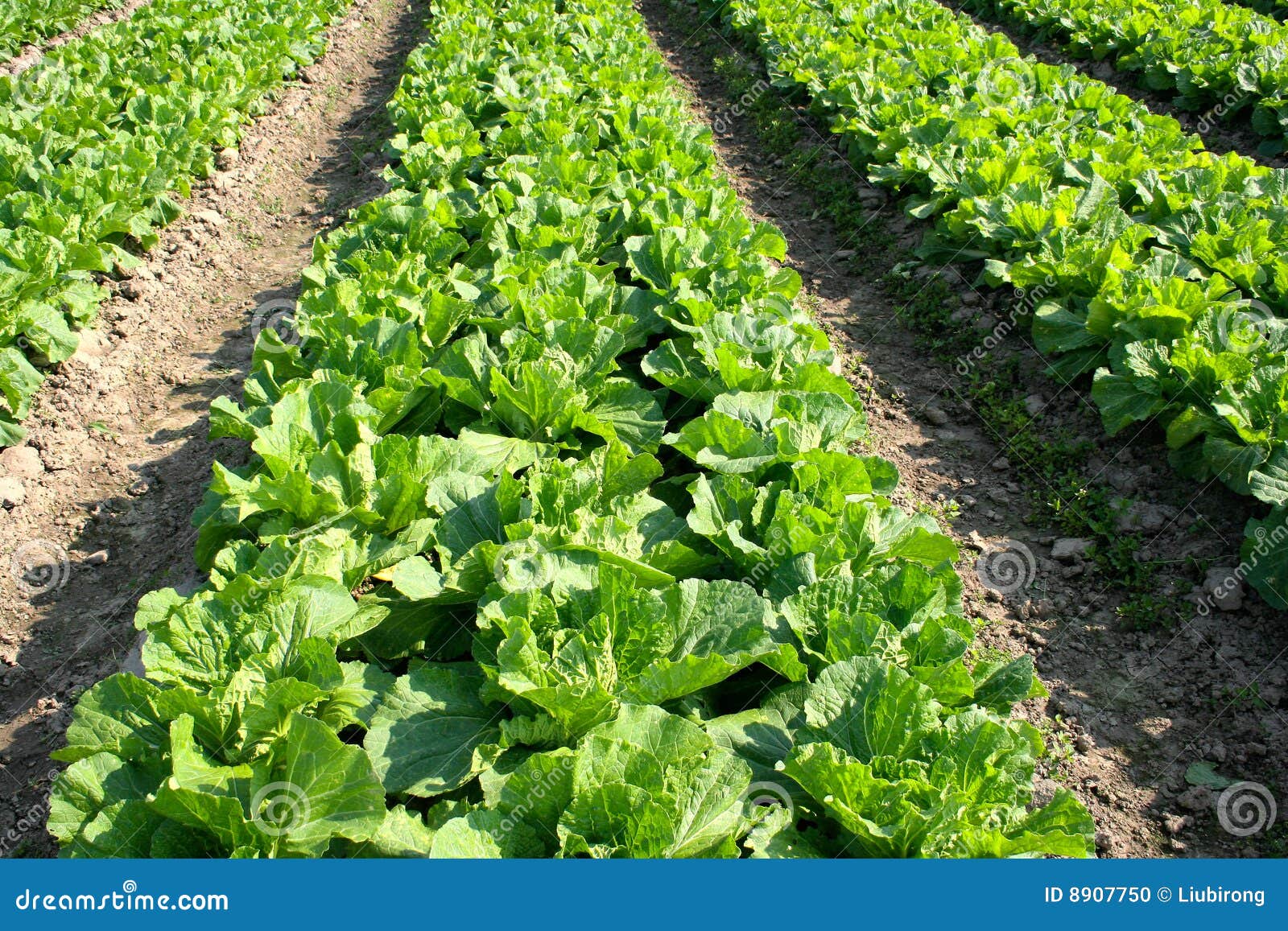 Vast vegetable field stock photo. Image of farmland, industry - 8907750