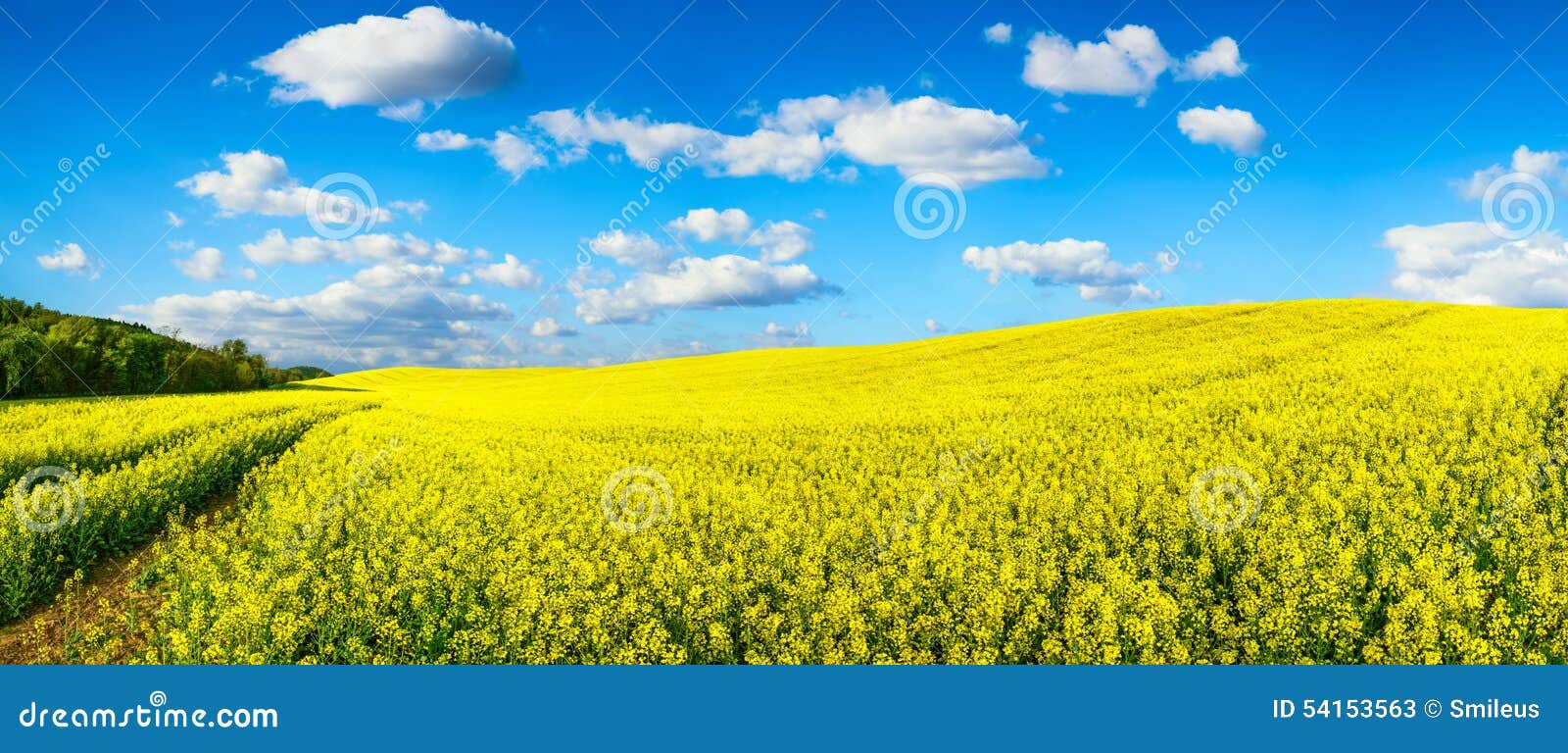 Vaste Champ De Graine De Colza De Floraison, Panorama Image stock ...