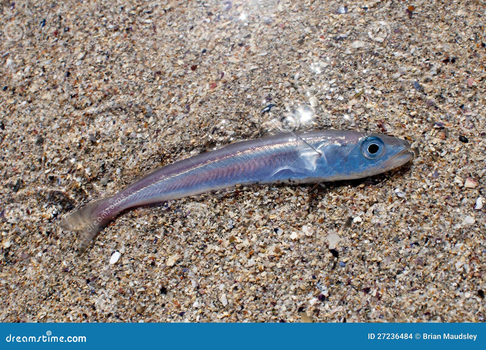 Vastgelopen Vissen Op Het Strand. Stock Foto - Image of oceaan, zilver ...
