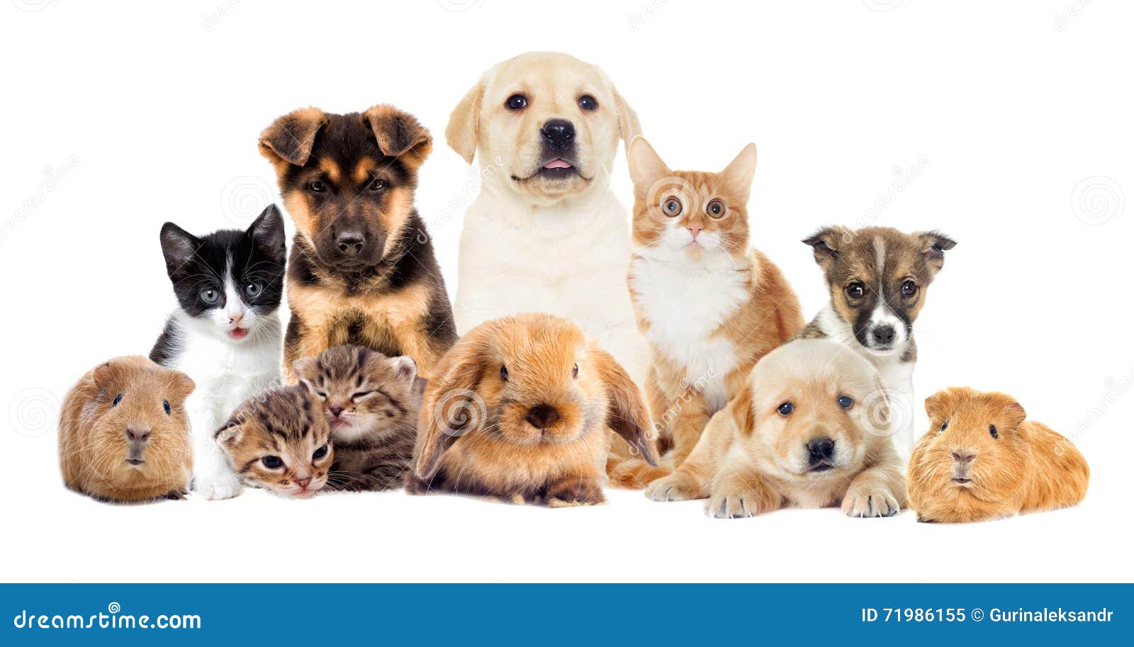 Vastgestelde huisdieren stock afbeelding. Image of naast - 71986155