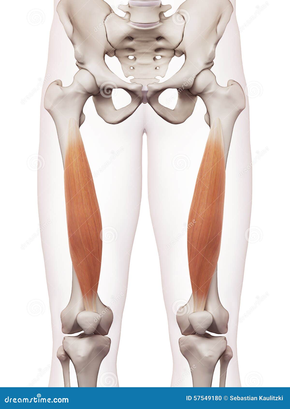 The vastus intermedius stock illustration. Illustration of skeleton ...