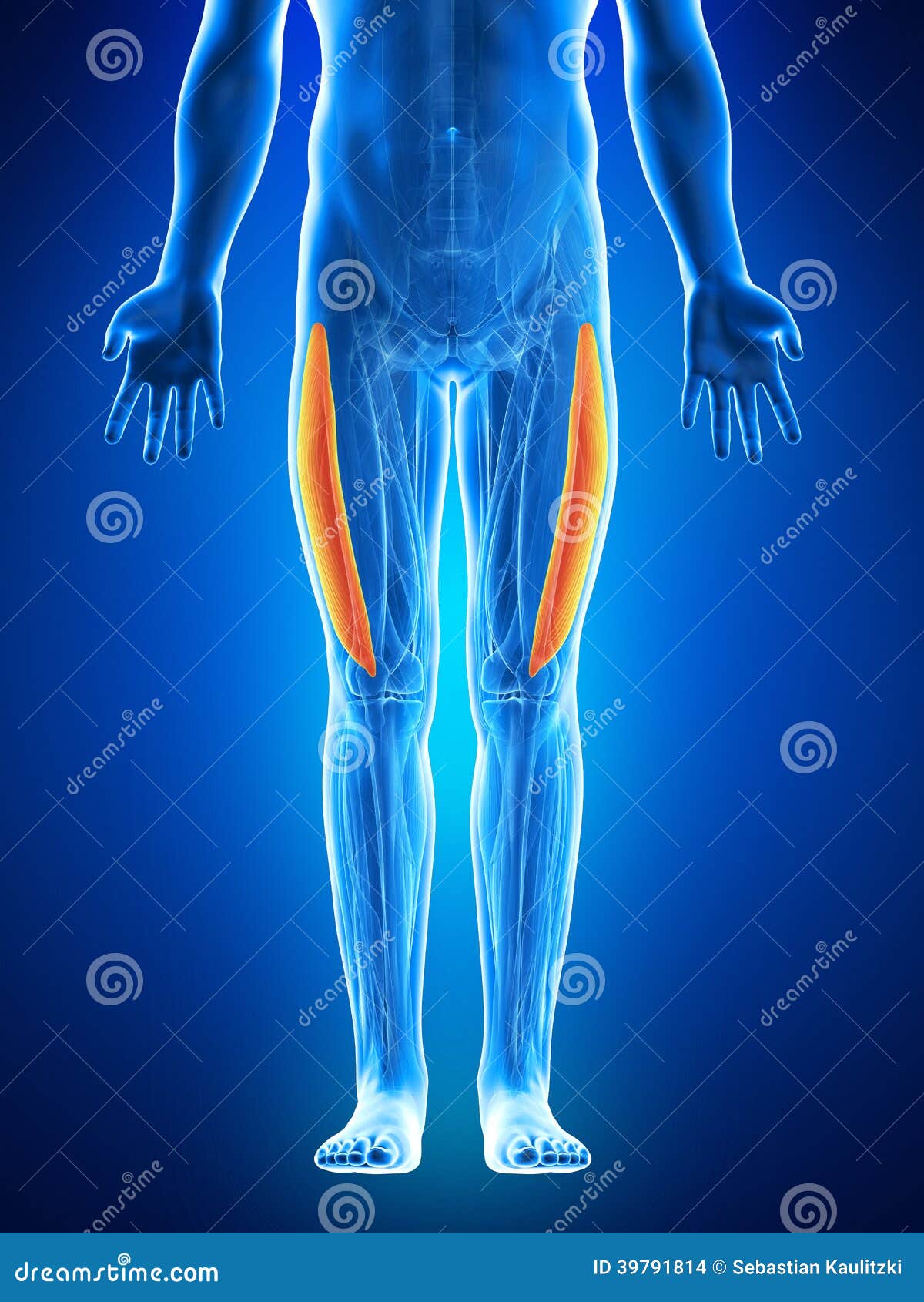 The vastus lateralis stock illustration. Illustration of muscle - 39791814