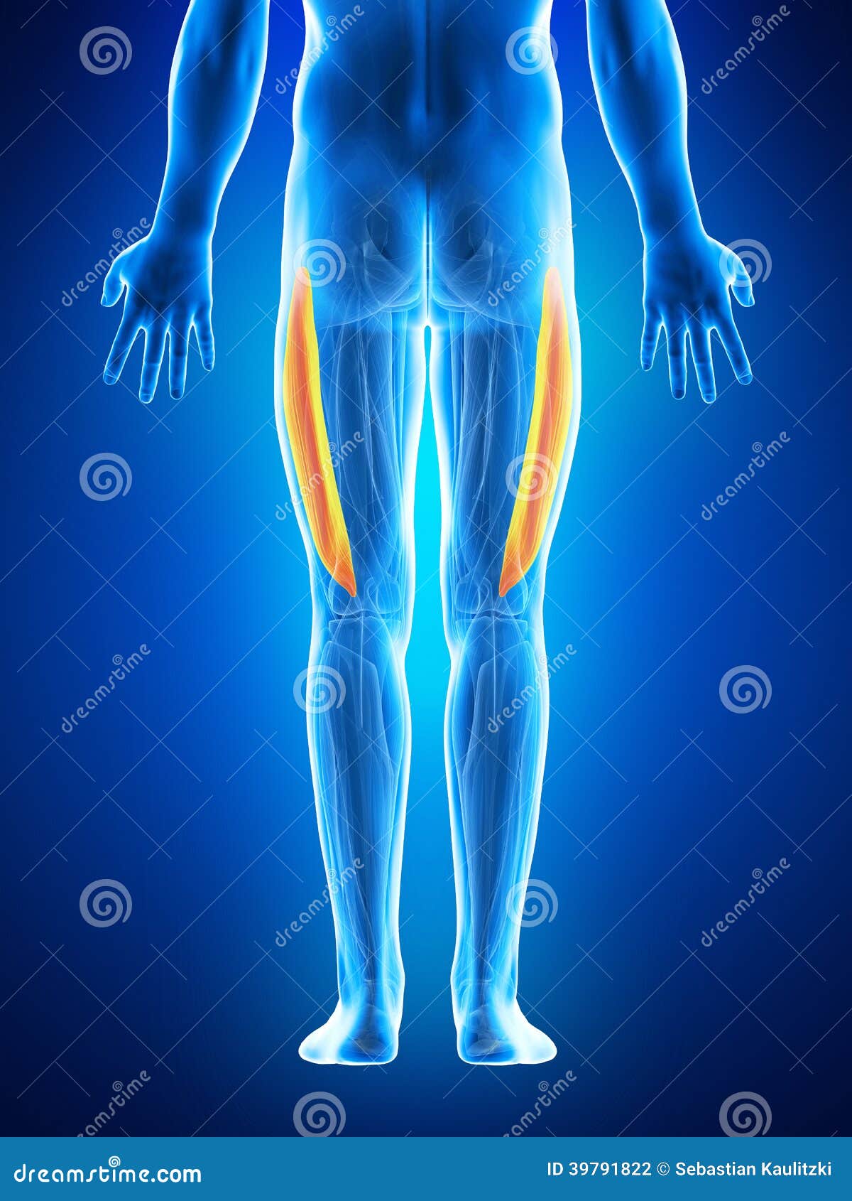 The vastus lateralis stock illustration. Illustration of orange - 39791822