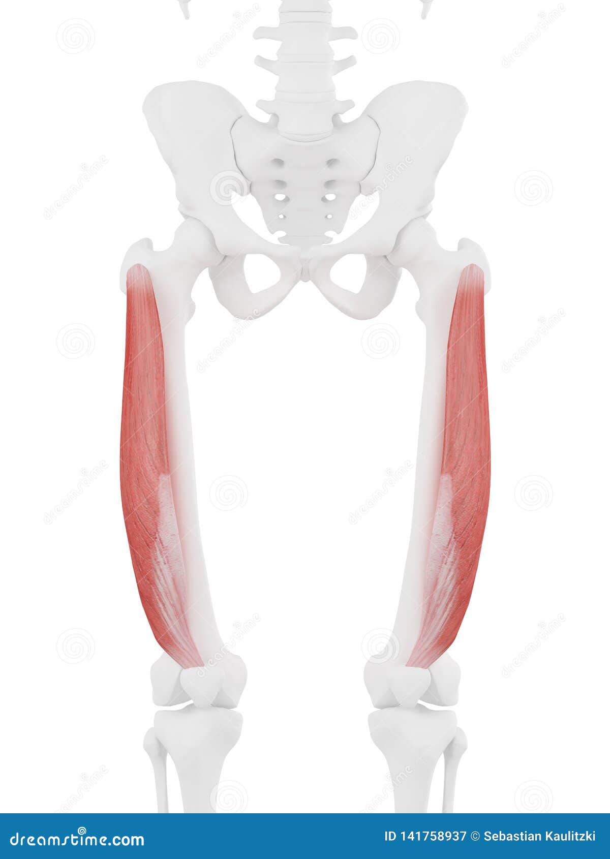 The Vastus Lateralis stock illustration. Illustration of diagram ...