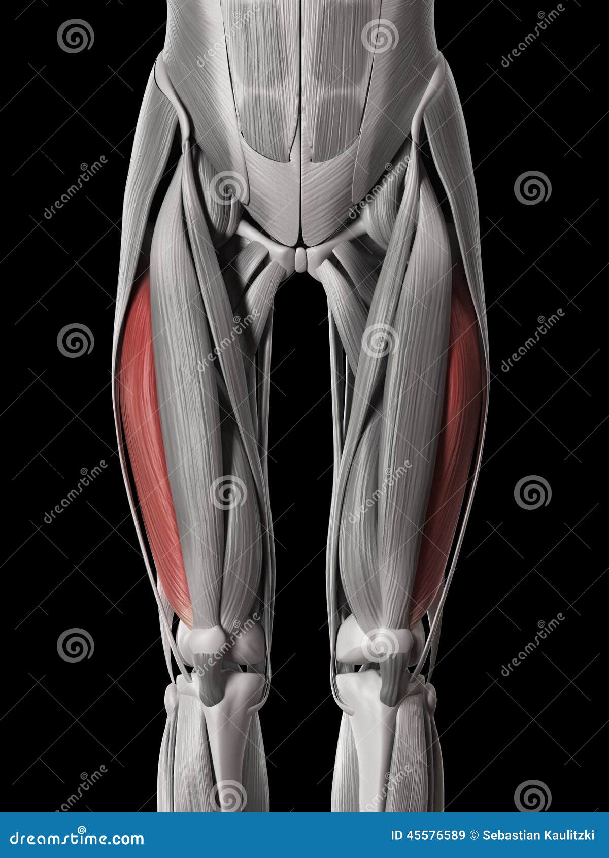 Human Vastus Medialis Muscles On Skeleton Stock Illustration ...