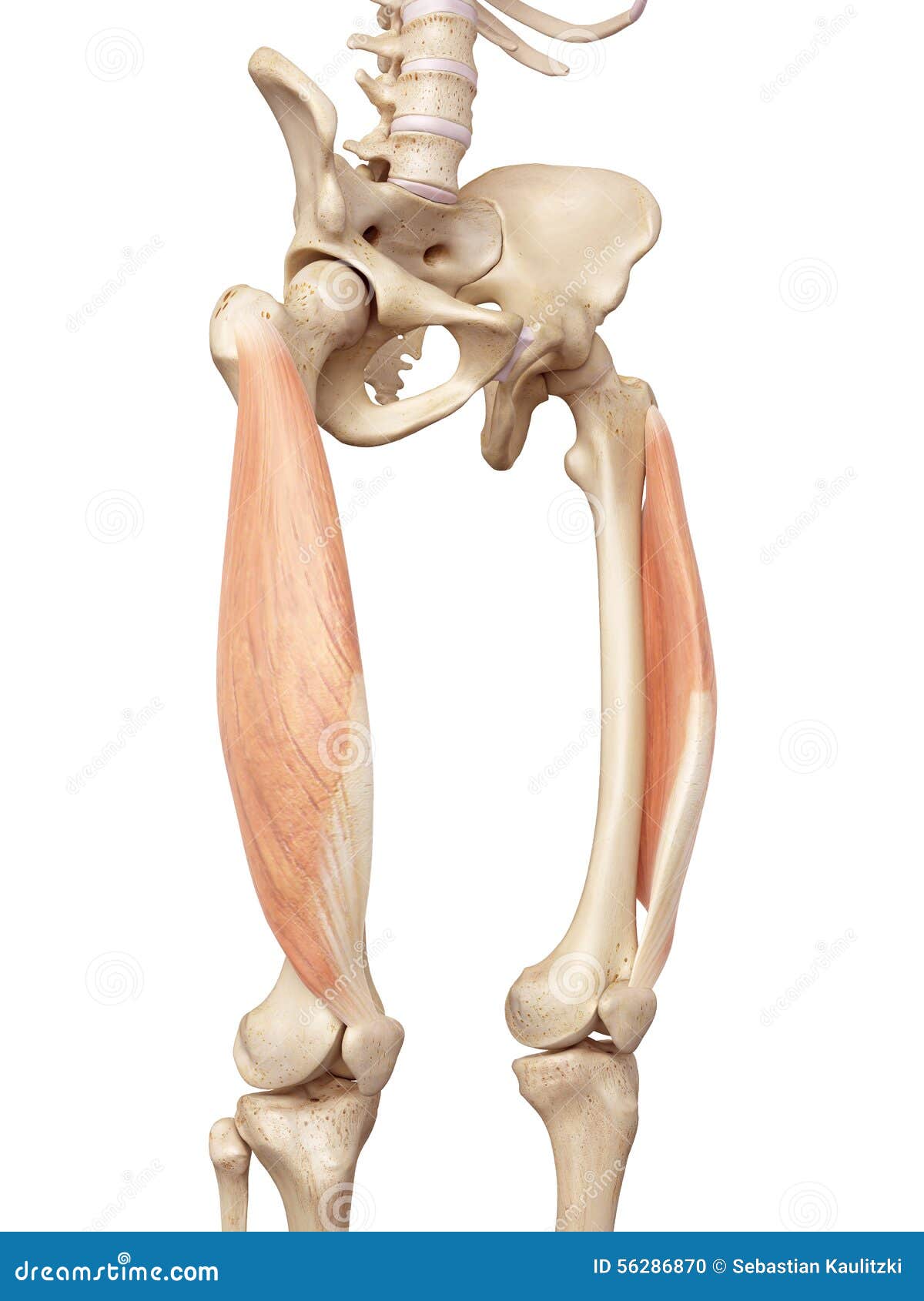 Vastus Lateralis - Anatomy Muscles Royalty-Free Stock Photography ...