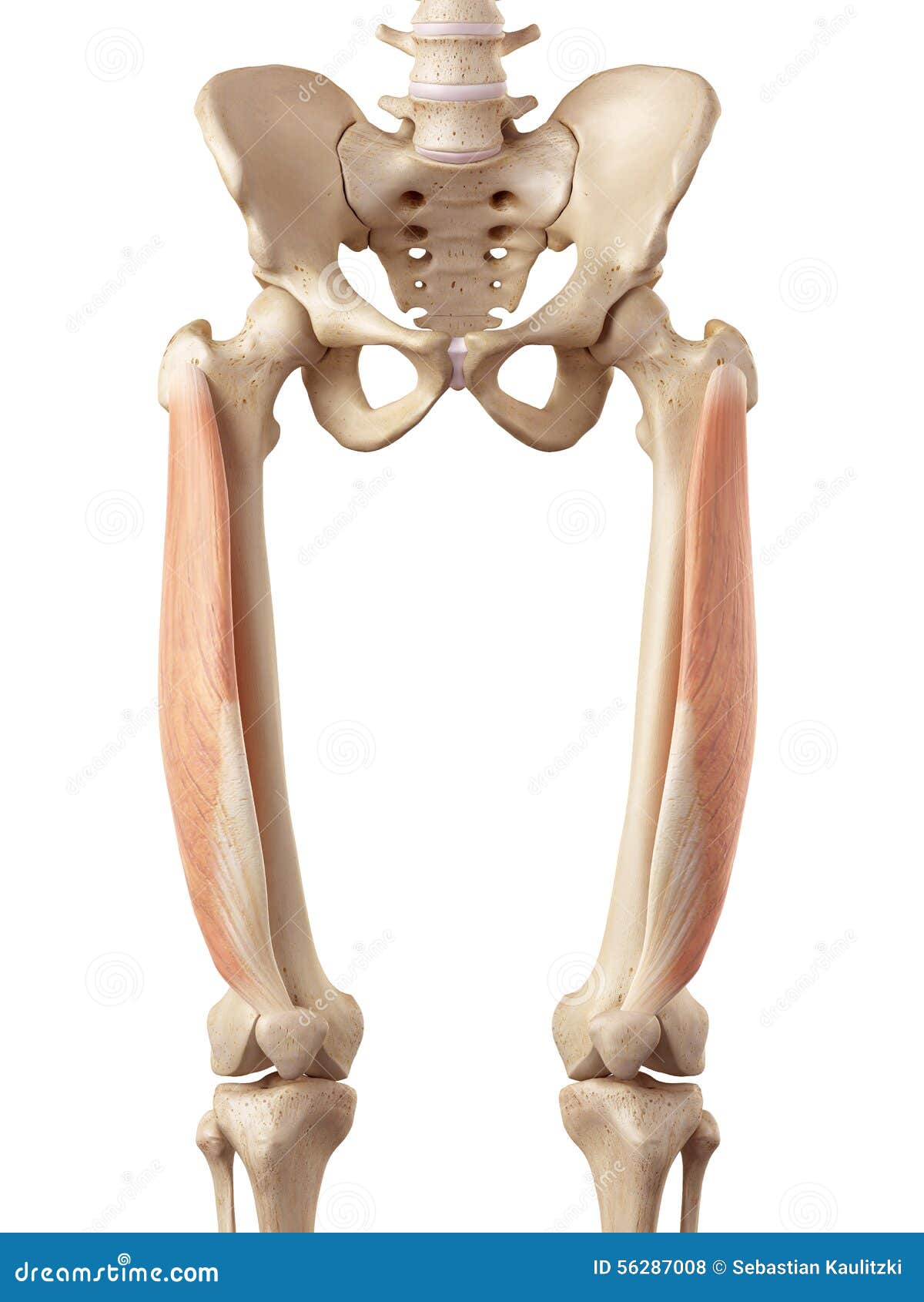 Vastus Lateralis - Anatomy Muscles Royalty-Free Stock Photography ...