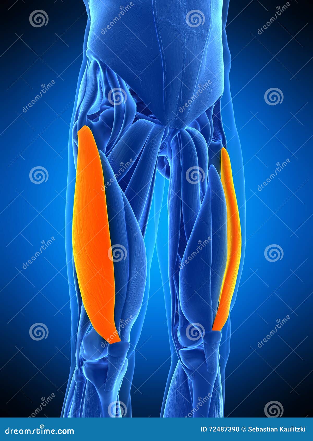 Vastus Lateralis Muscle - Anatomy Muscles Isolated On White - 3D ...