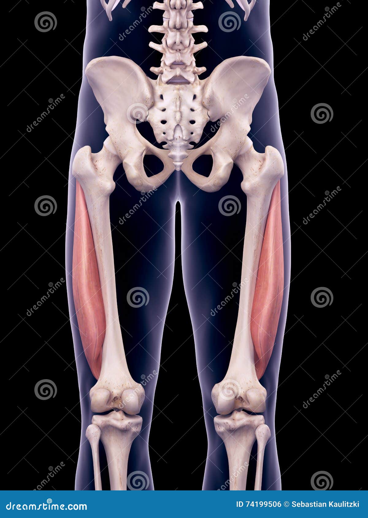 Vastus Lateralis Muscle Location And Hip Or Leg Skeletal Bone Outline ...