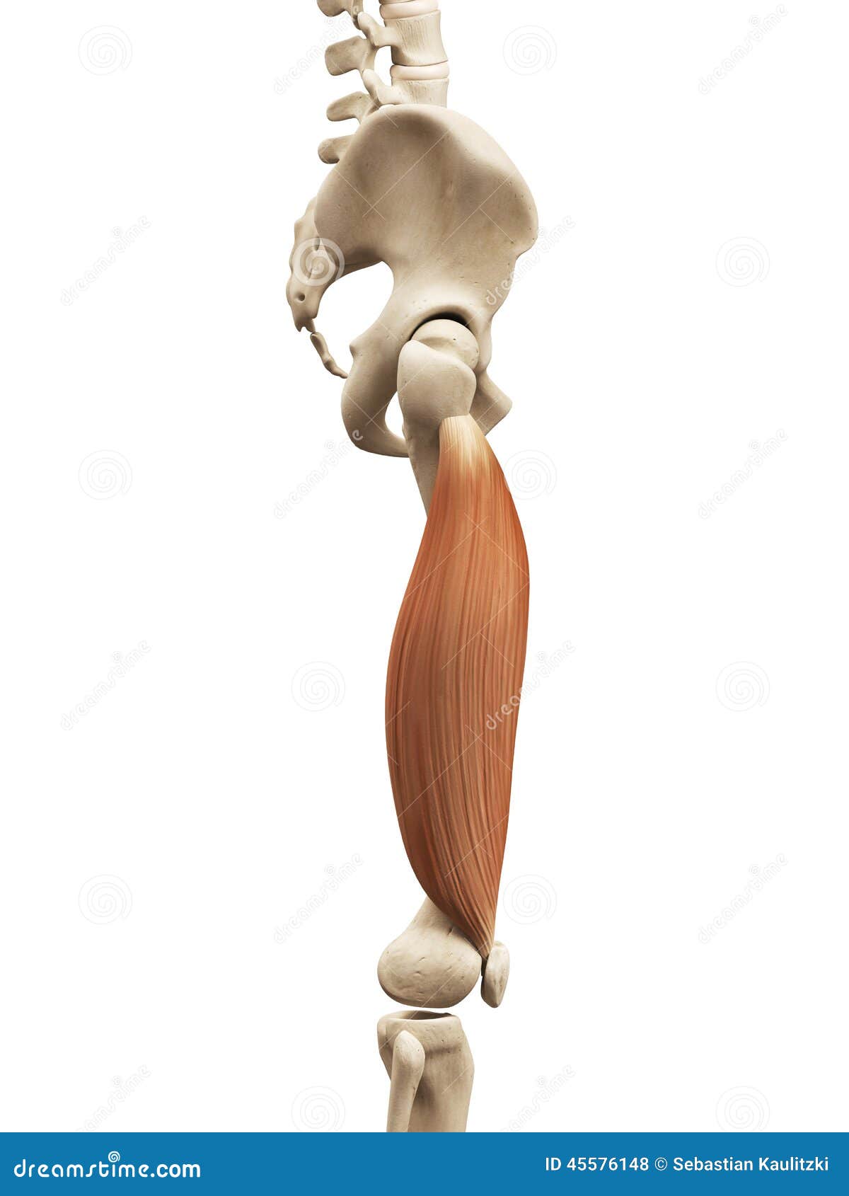 Vastus Lateralis Trigger Points. Leg Pain. Release Cartoon Vector ...