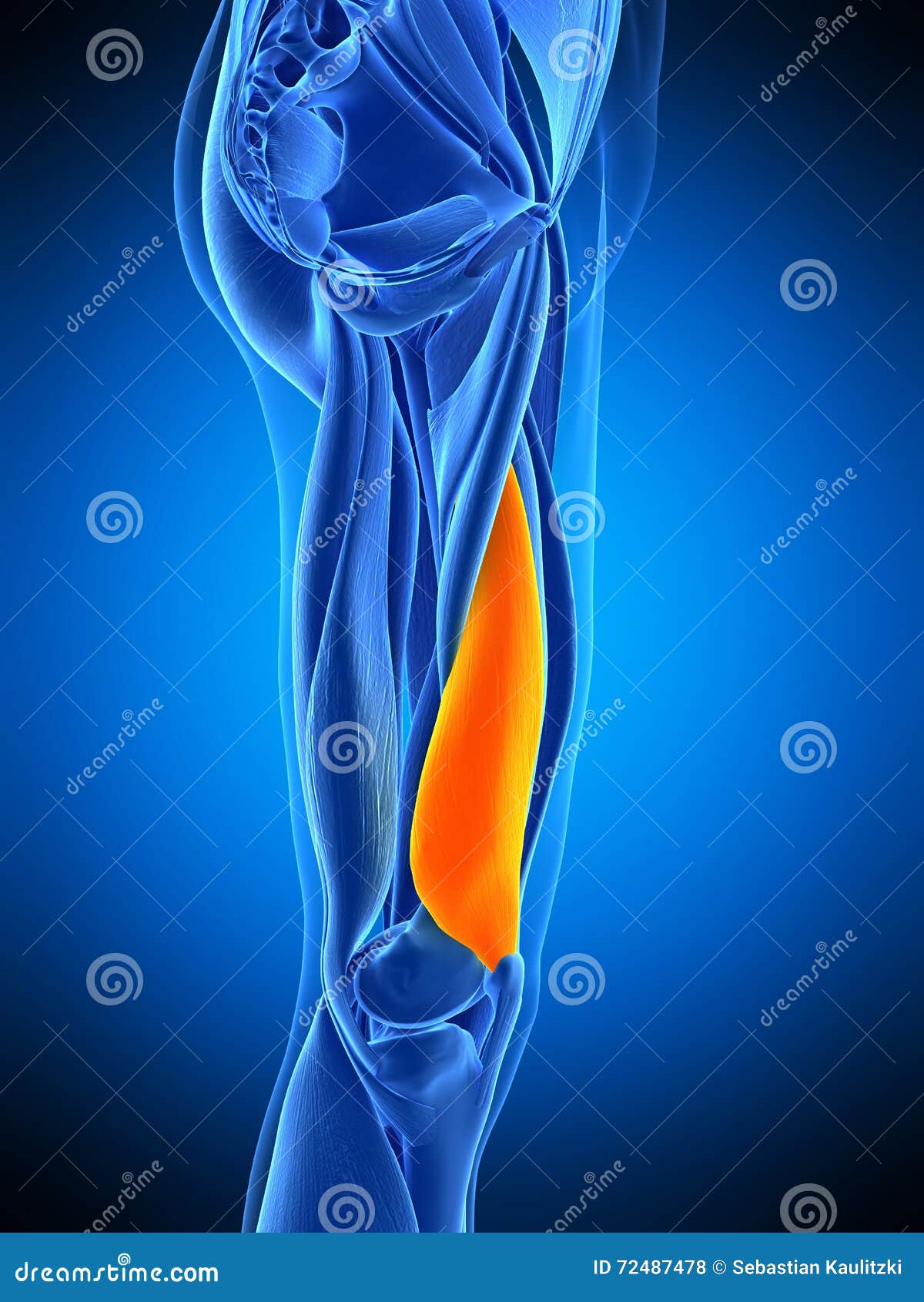 The vastus medialis stock illustration. Illustration of side - 72487478