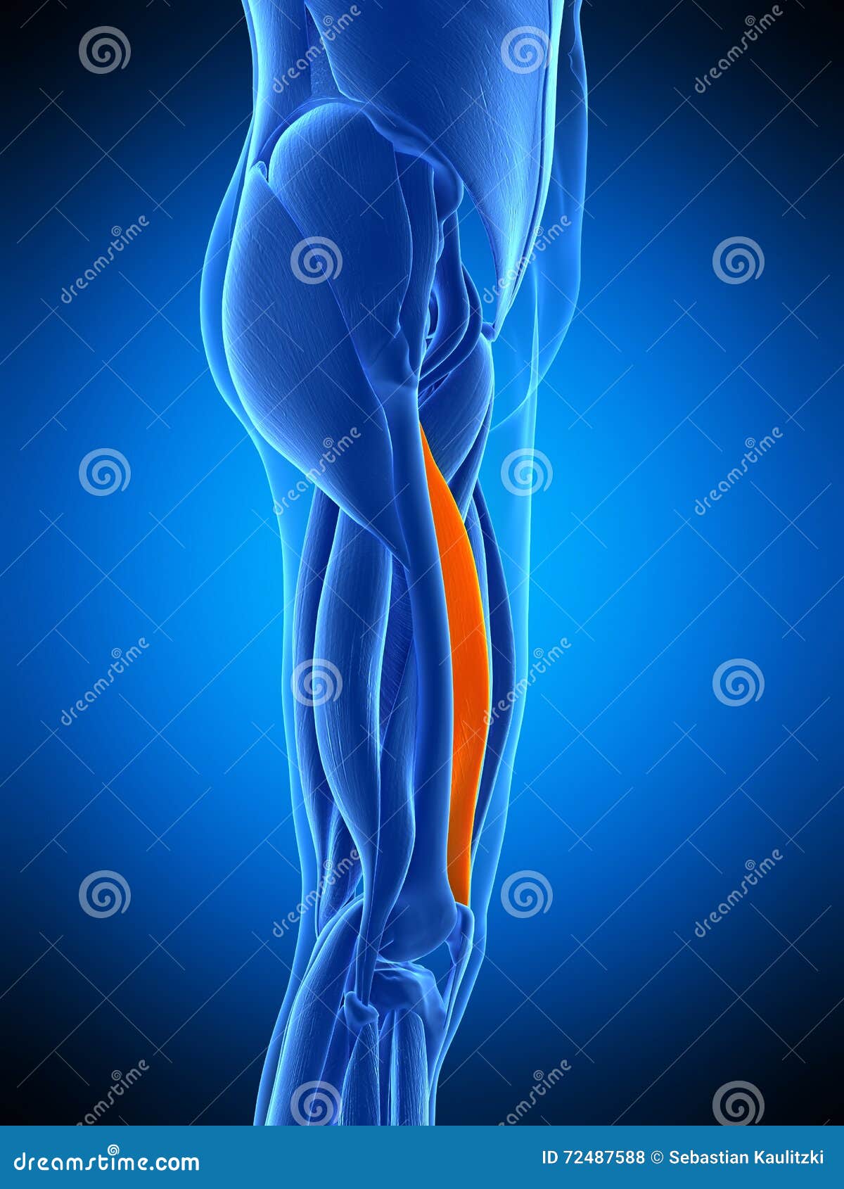 Vastus Medialis Trigger Points. Leg Pain. Release Vector Illustration ...