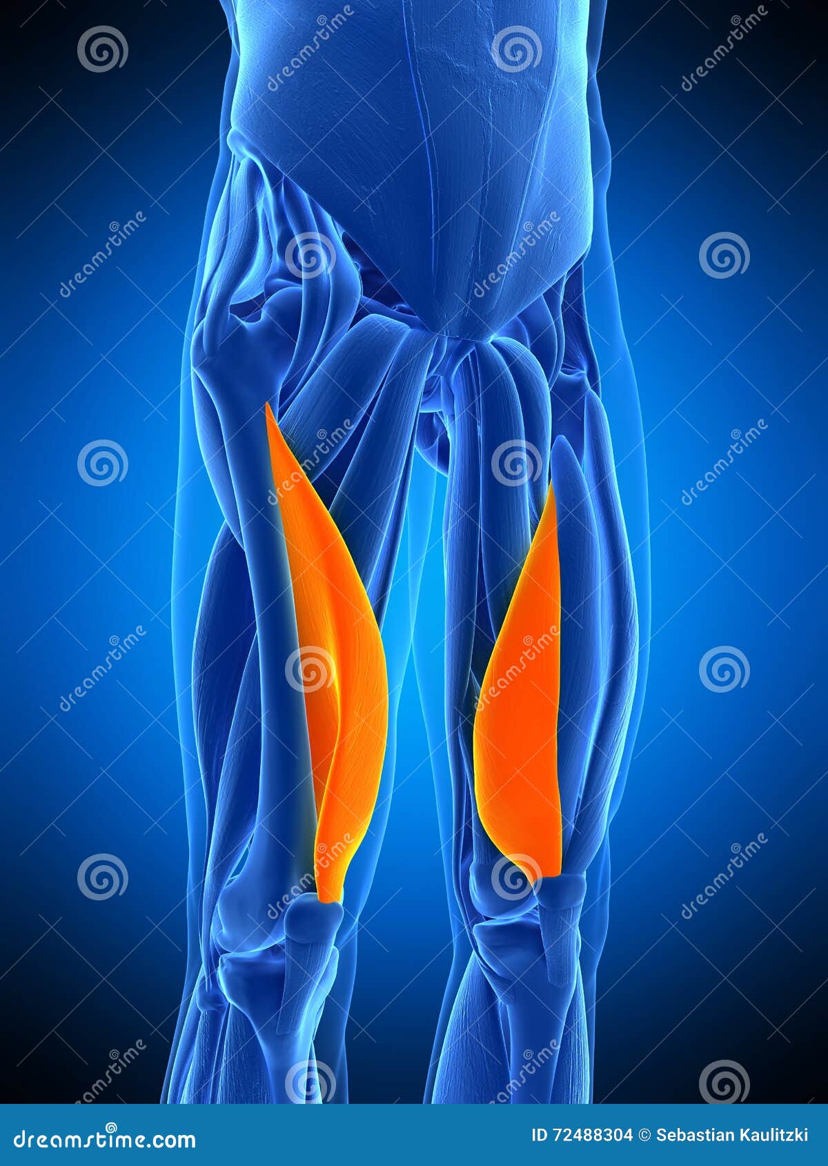 Vastus Medialis Trigger Points. Leg Pain. Release Vector Illustration ...