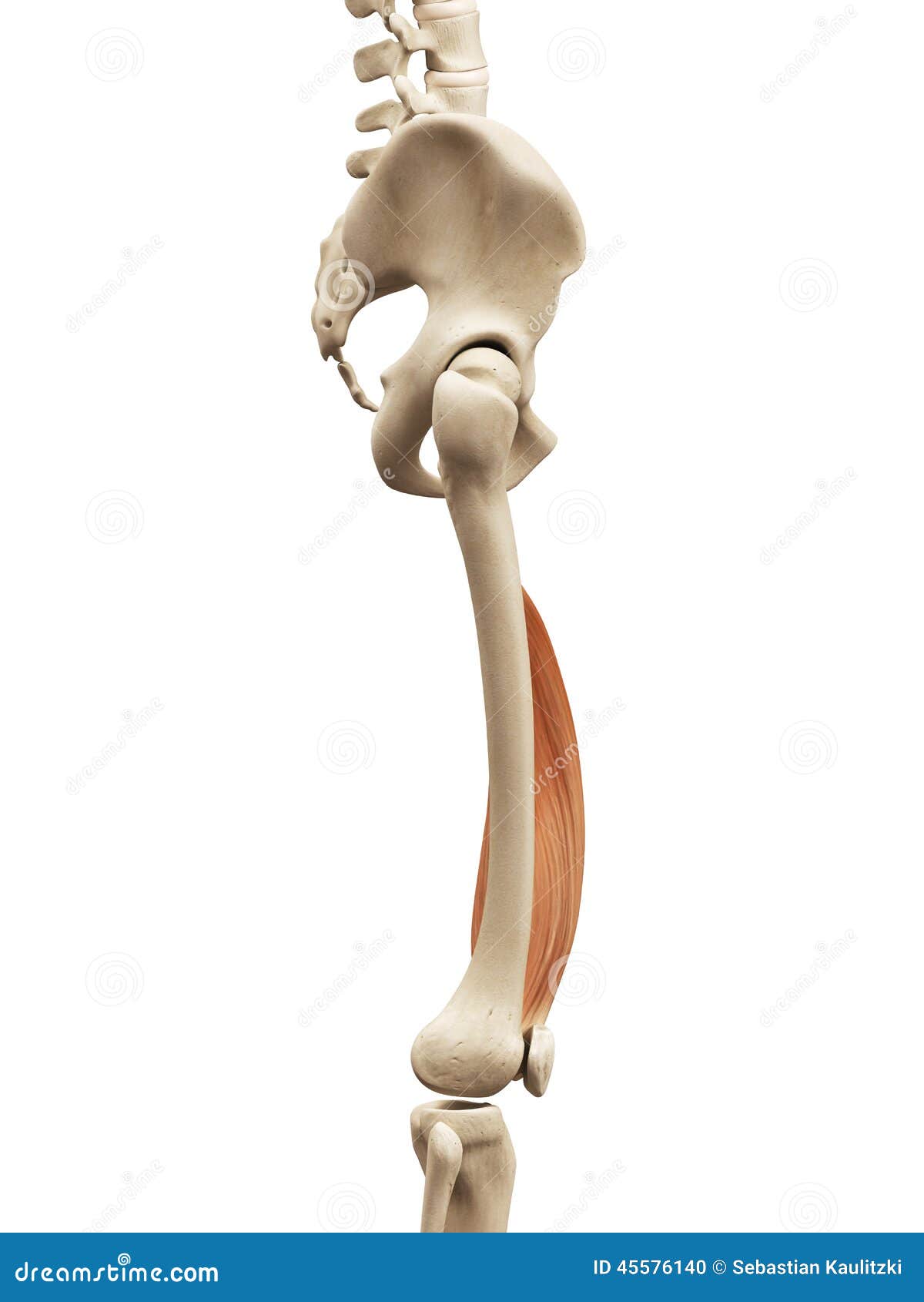 The vastus medialis stock illustration. Illustration of muscle - 45576140