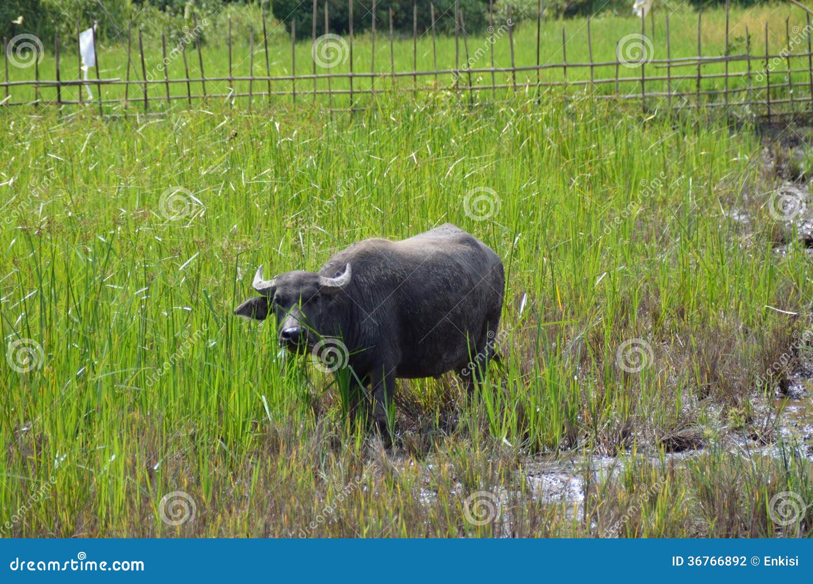 Vattenbuffel arkivfoto. Bild av buffel, filippiner, fält - 36766892