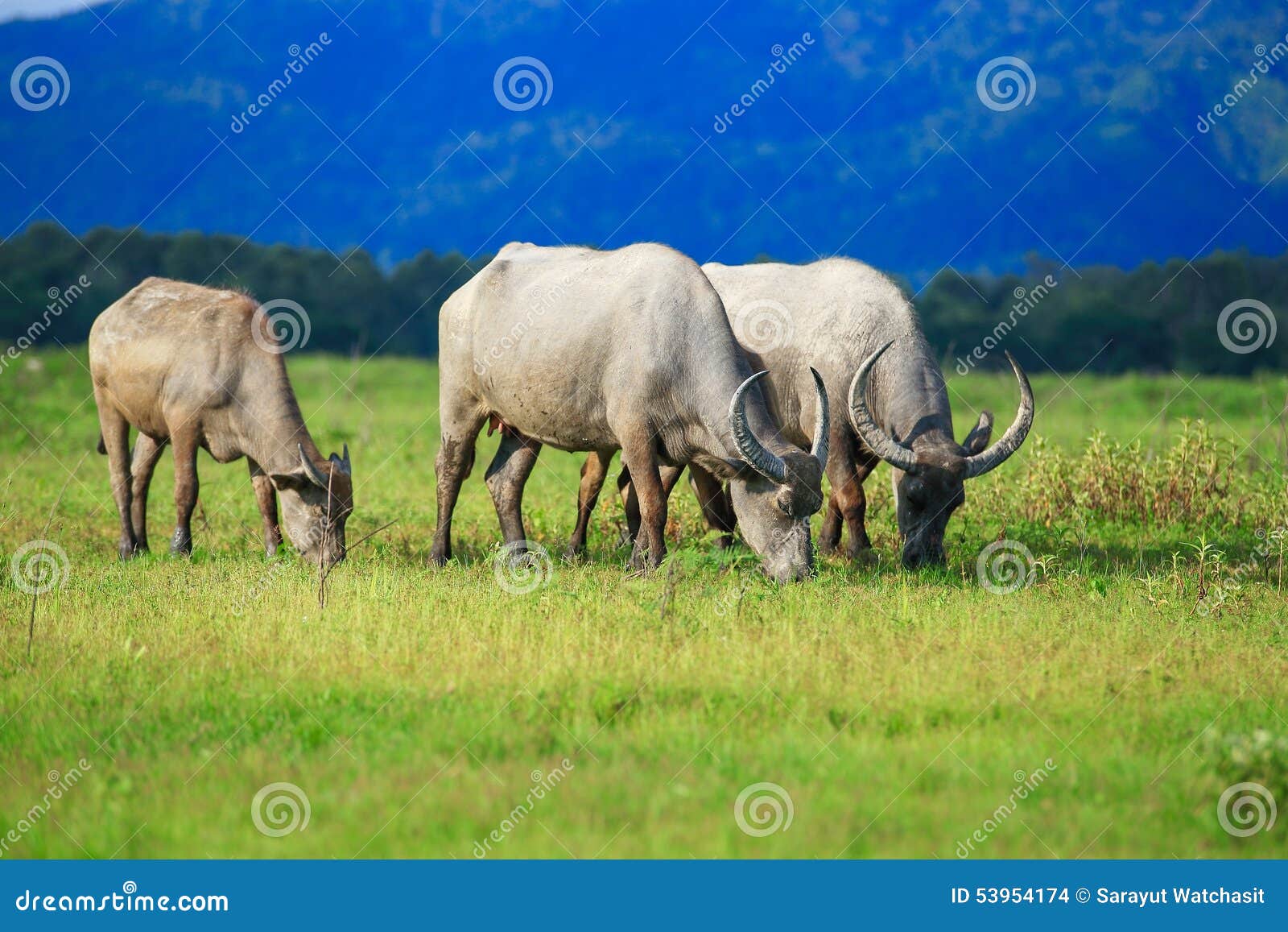 Vattenbuffel arkivfoto. Bild av buffel, vatten, tropiskt - 53954174