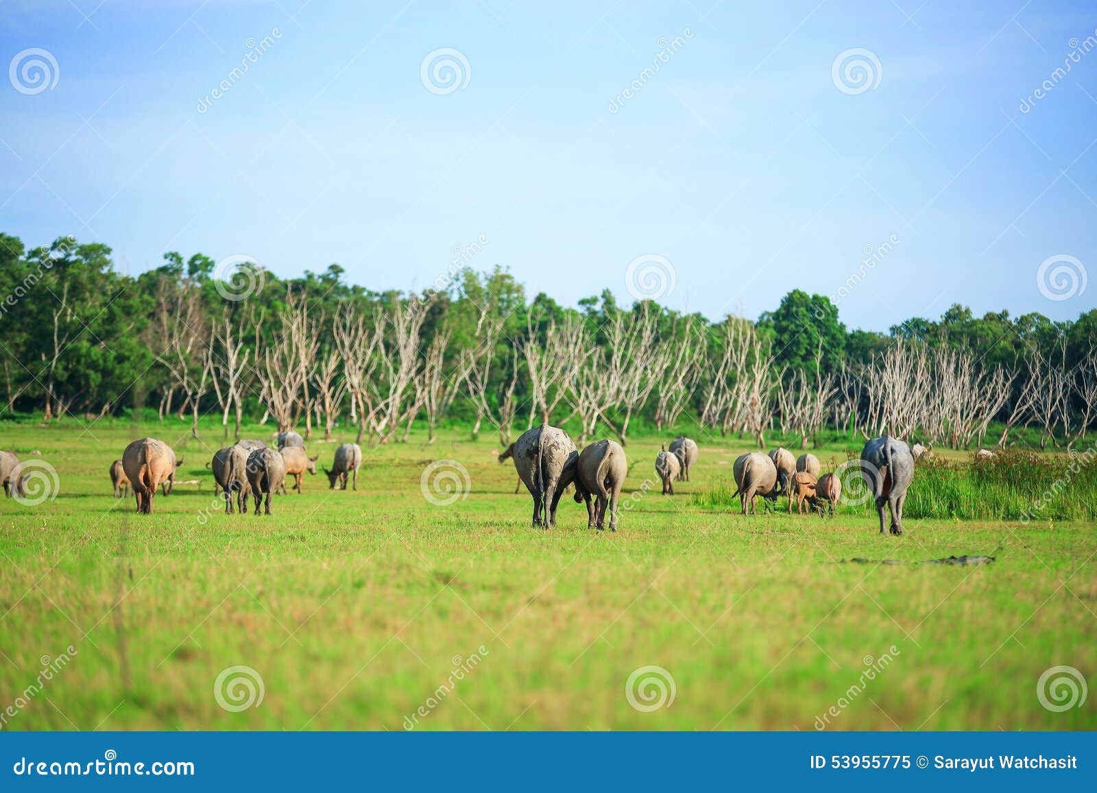 Vattenbuffel fotografering för bildbyråer. Bild av gräs - 53955775