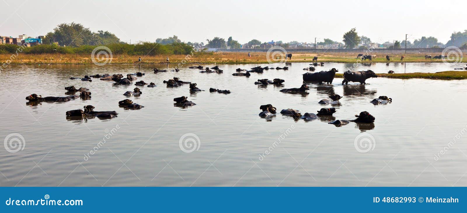 Vattenbufflar fotografering för bildbyråer. Bild av hemhjälp - 48682993