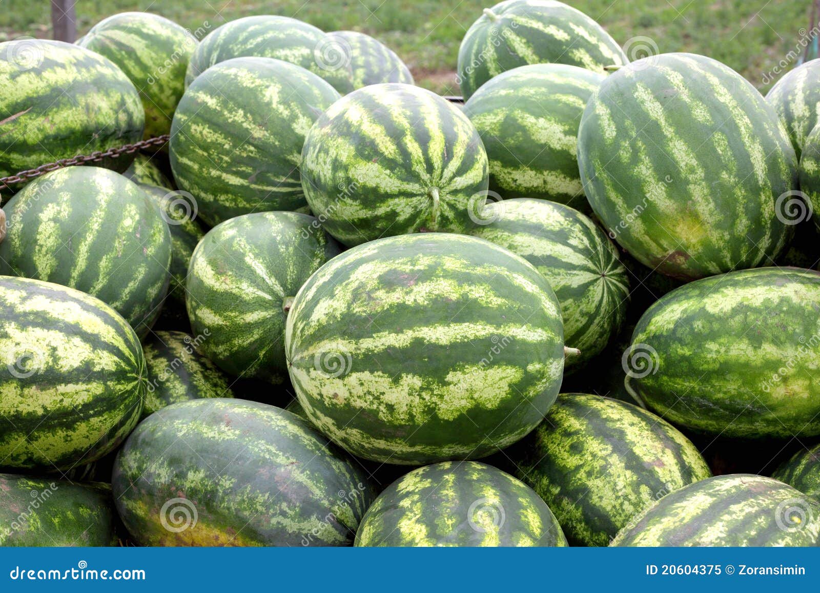 Vattenmelon fotografering för bildbyråer. Bild av lott - 20604375