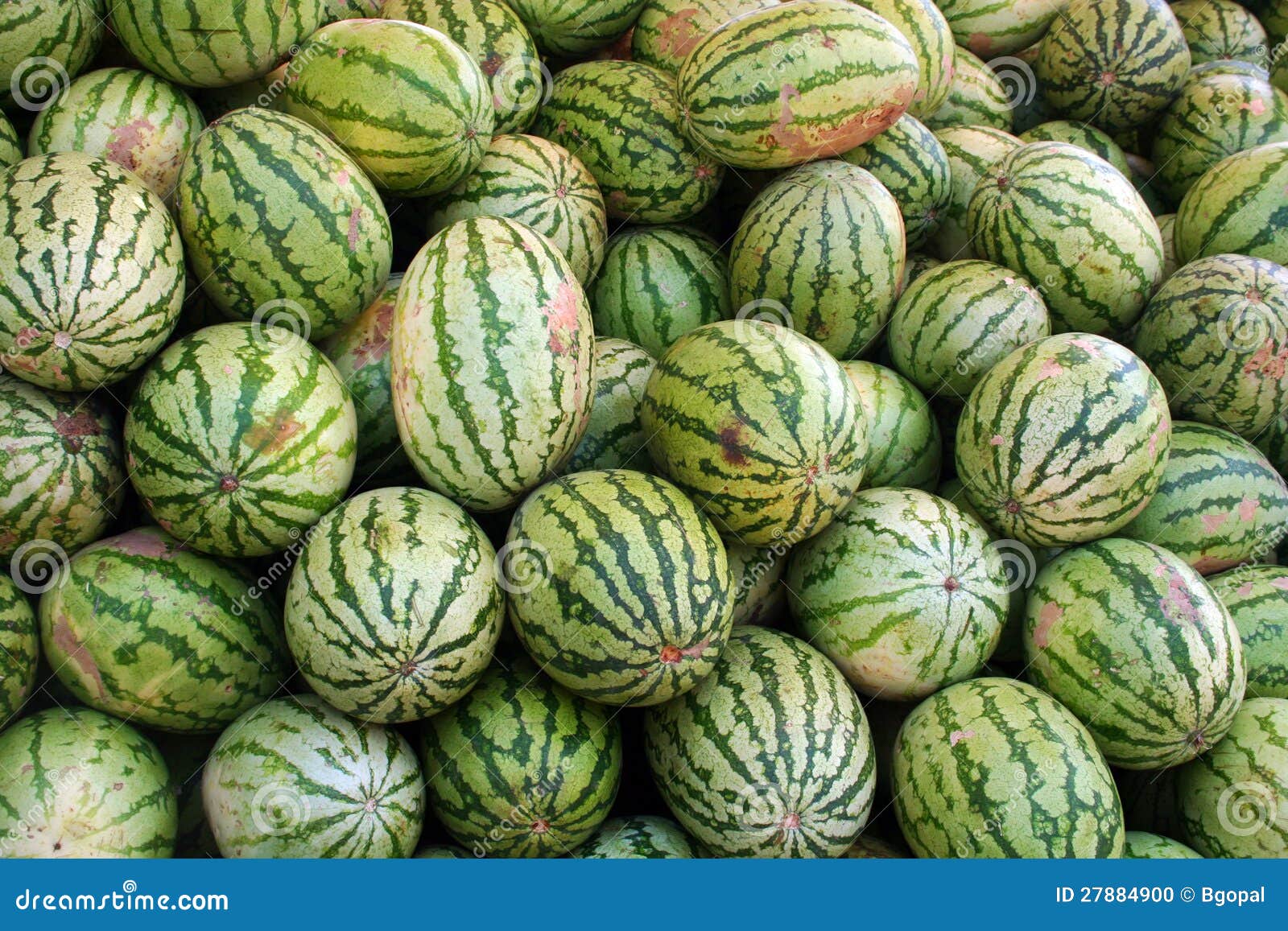 VATTENMELON arkivfoto. Bild av insamling, kupa, ovalt - 27884900