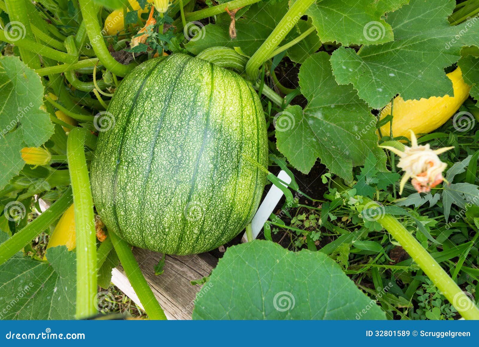 Vattenmelon fotografering för bildbyråer. Bild av sommar - 32801589