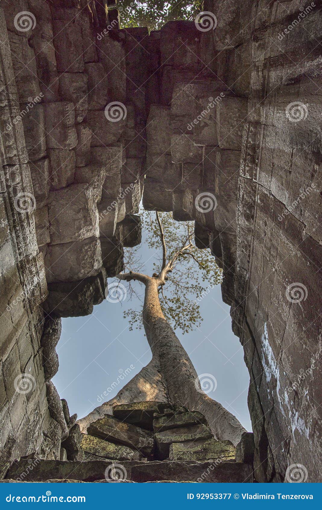 The Vault of the Temple with the Tree Stock Image - Image of ancient ...