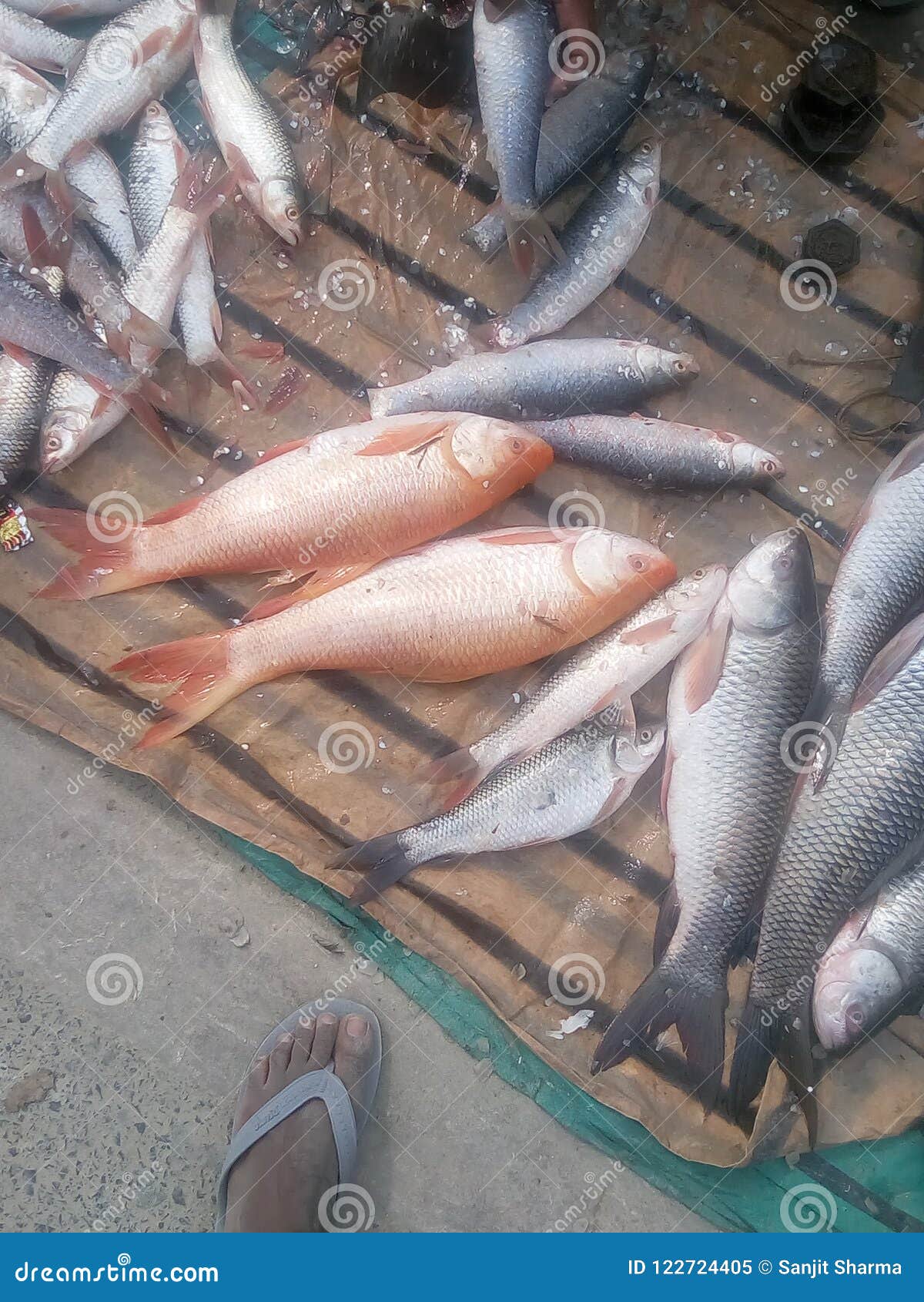 Vea el color de pescados imagen de archivo. Imagen de mirando - 122724405