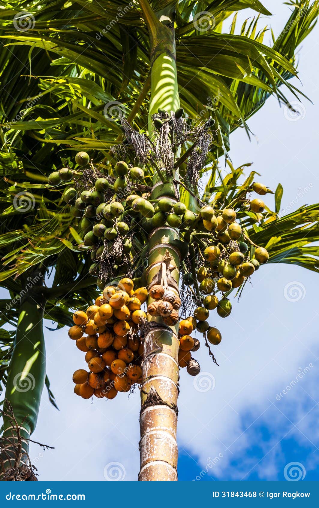 Vea Sylvatica Palm (Areca Catechu) Stock Photo - Image of nature ...