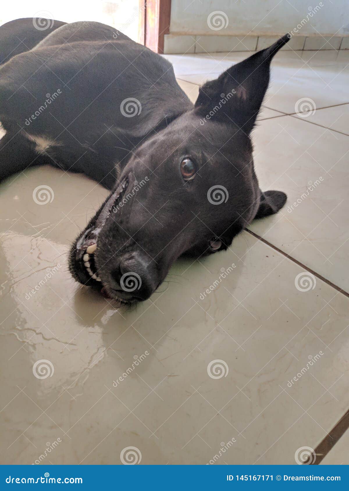 Vea Un Cachorro Del Perro Um Imagen de archivo - Imagen de negro, perro ...