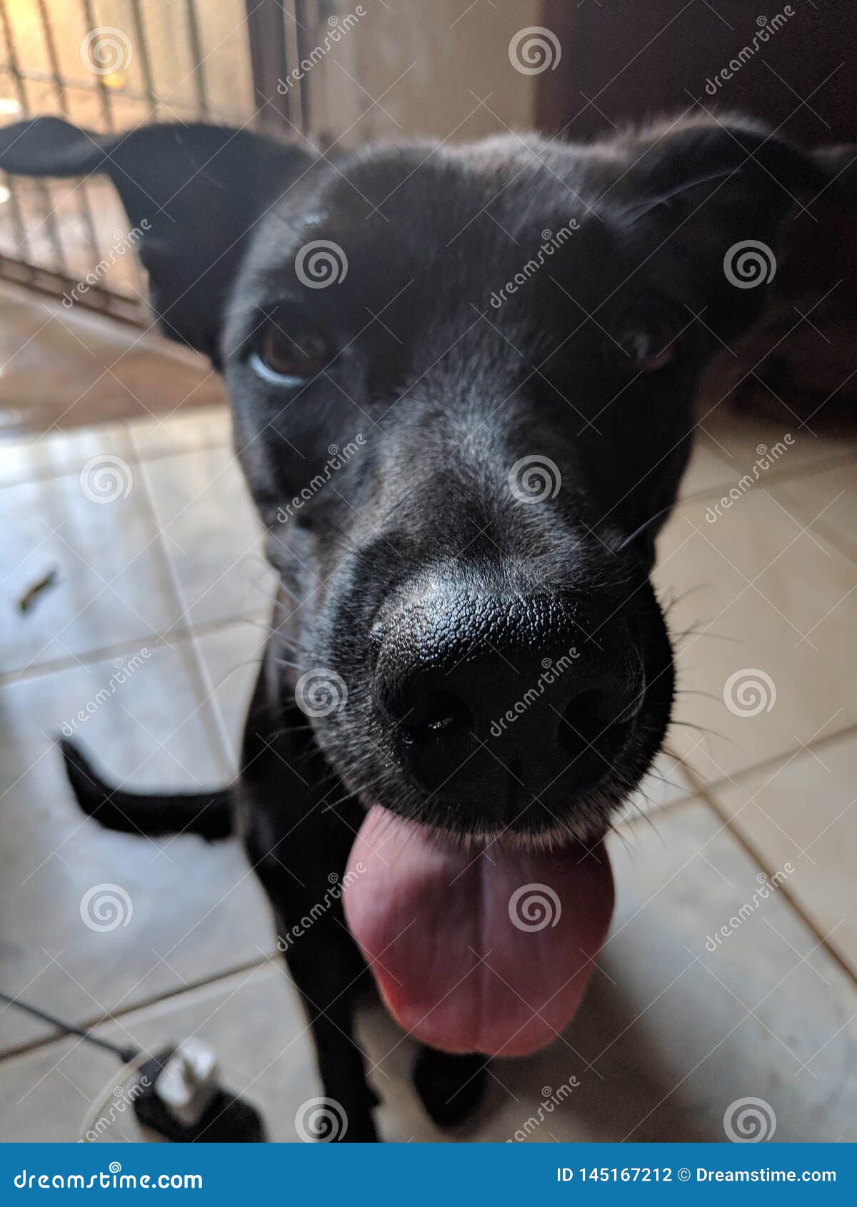Vea Un Cachorro Del Perro Um Foto de archivo - Imagen de agradable ...