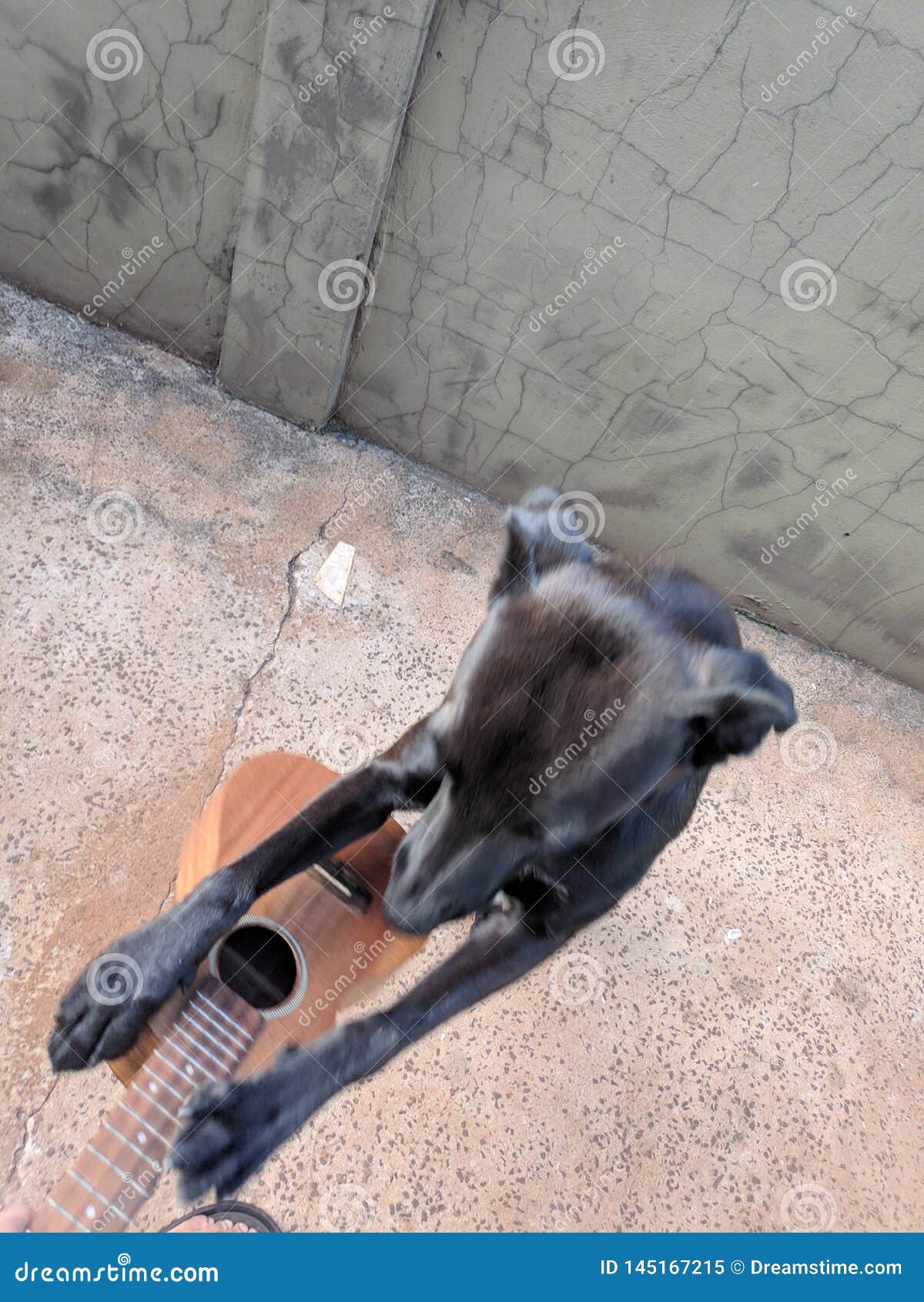 Vea Un Cachorro Del Perro Um Imagen de archivo - Imagen de bola, nina ...