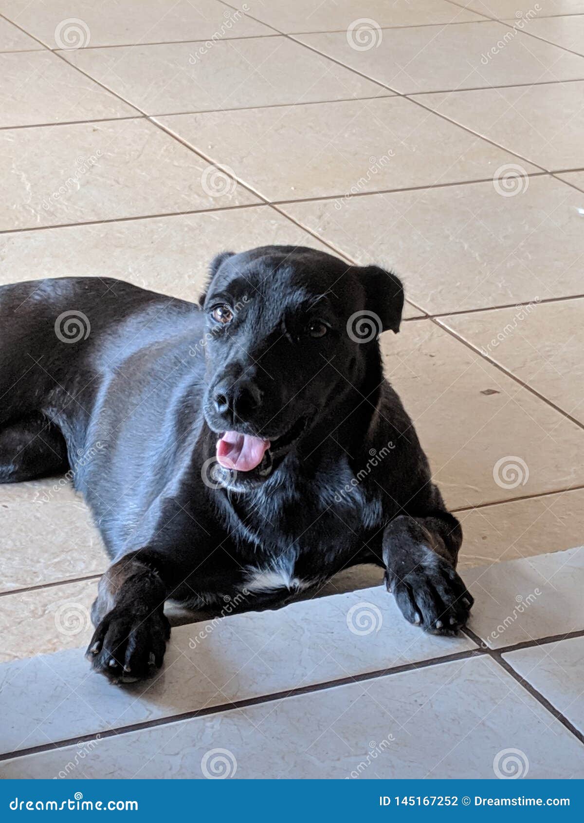 Vea Un Cachorro Del Perro Um Foto de archivo - Imagen de perro, nina ...