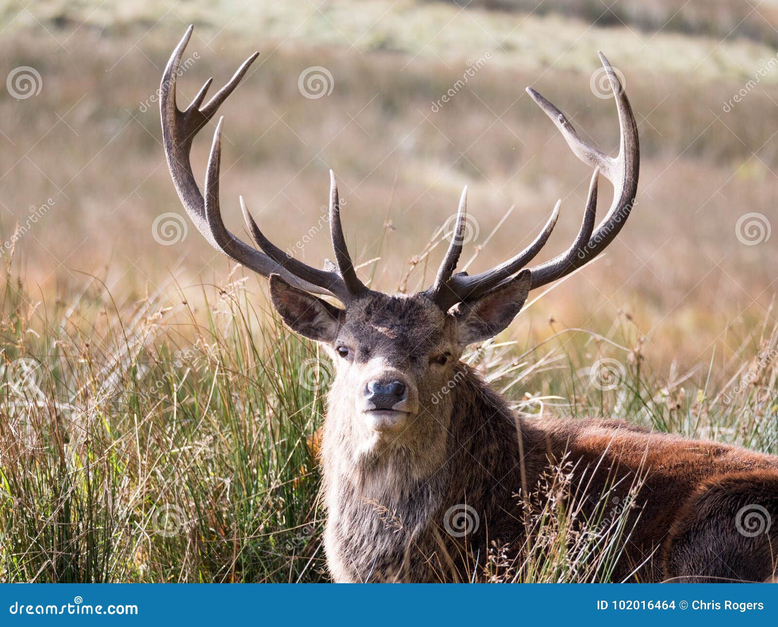 Veado foto de stock. Imagem de parque, sazonal, contrato - 102016464