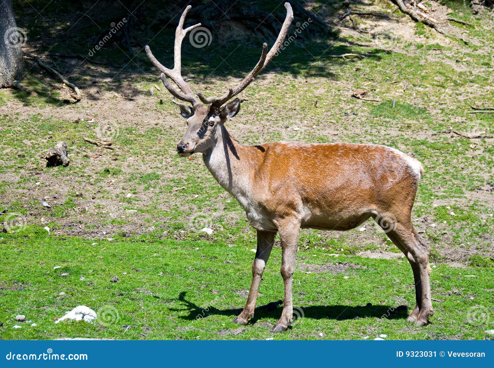 Veado imagem de stock. Imagem de veado, cervos, jogo, macho - 9323031