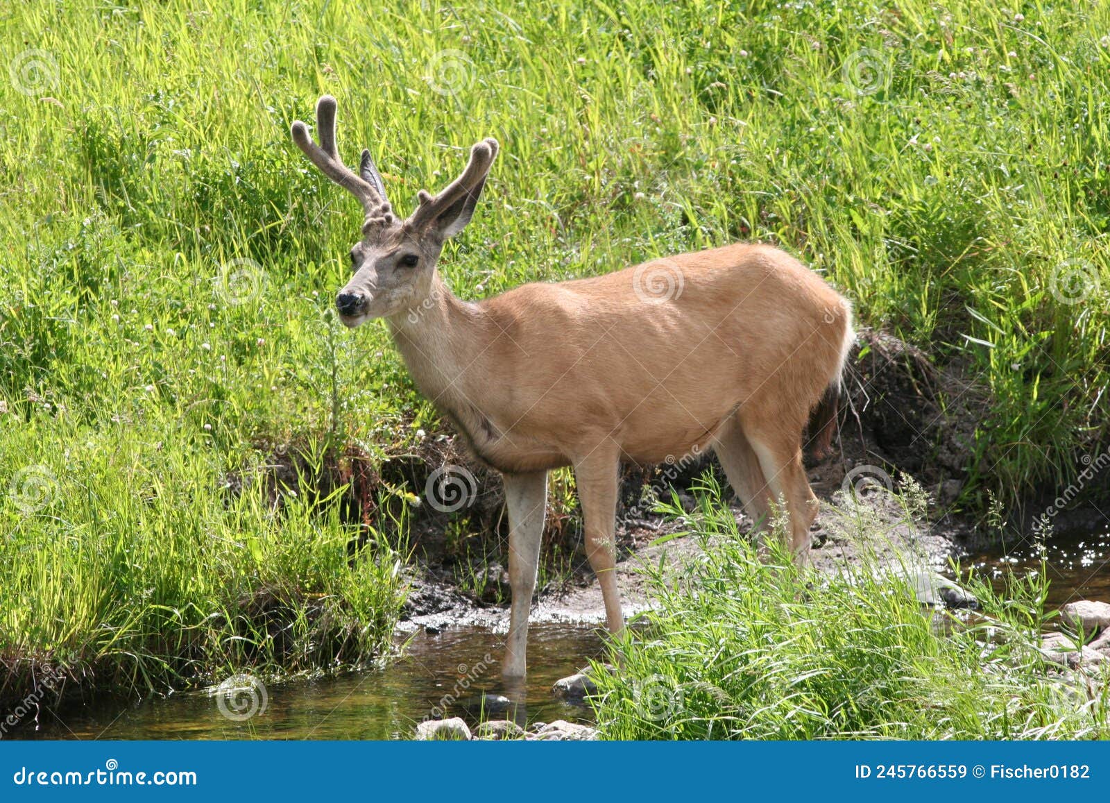 Veado-pomo-pomo imagem de stock. Imagem de mula, macho - 245766559