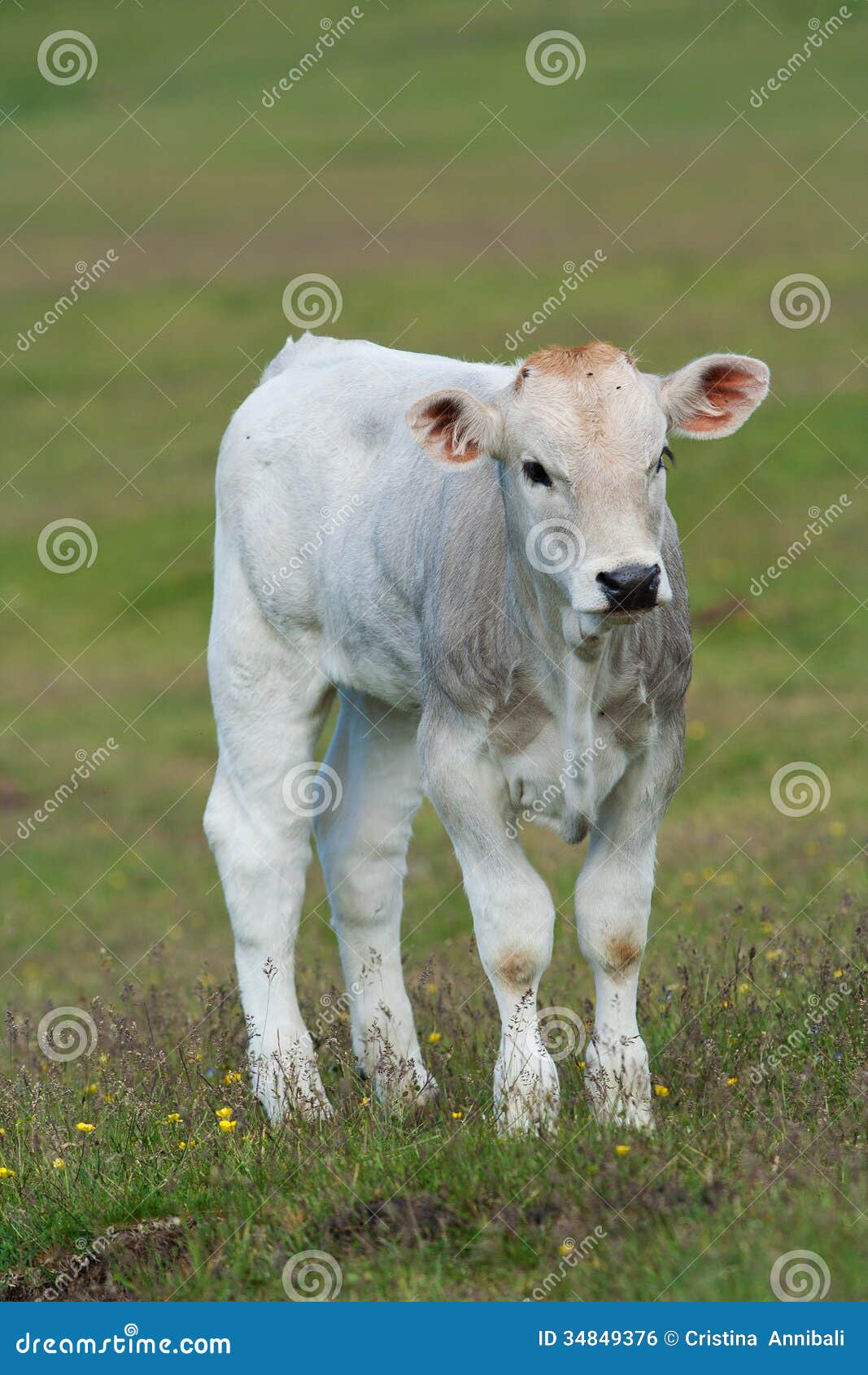 Veal stock photo. Image of pasture, laws, horns, brown - 34849376