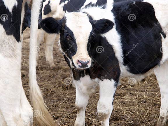 Veal on a farm stock image. Image of ranch, animal, paddock - 16370527