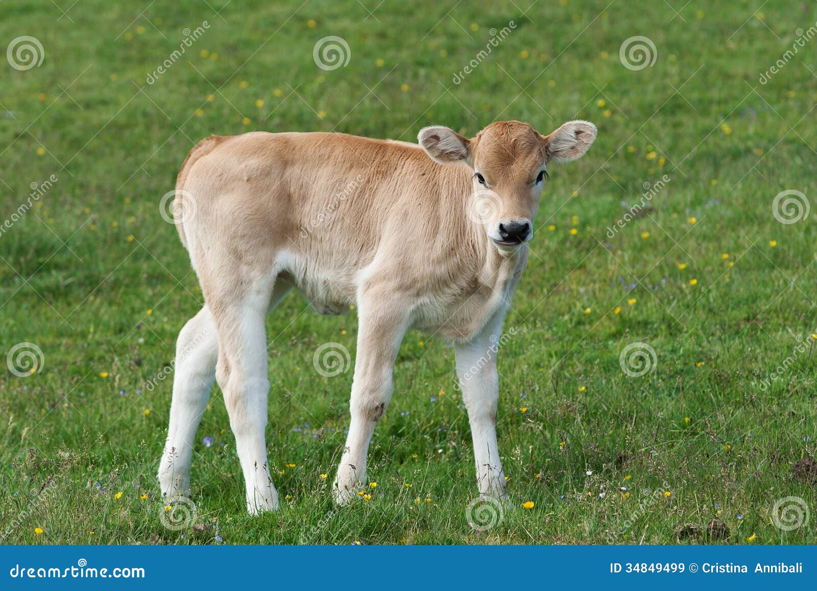 Veal stock image. Image of horns, wild, veal, green, brown - 34849499