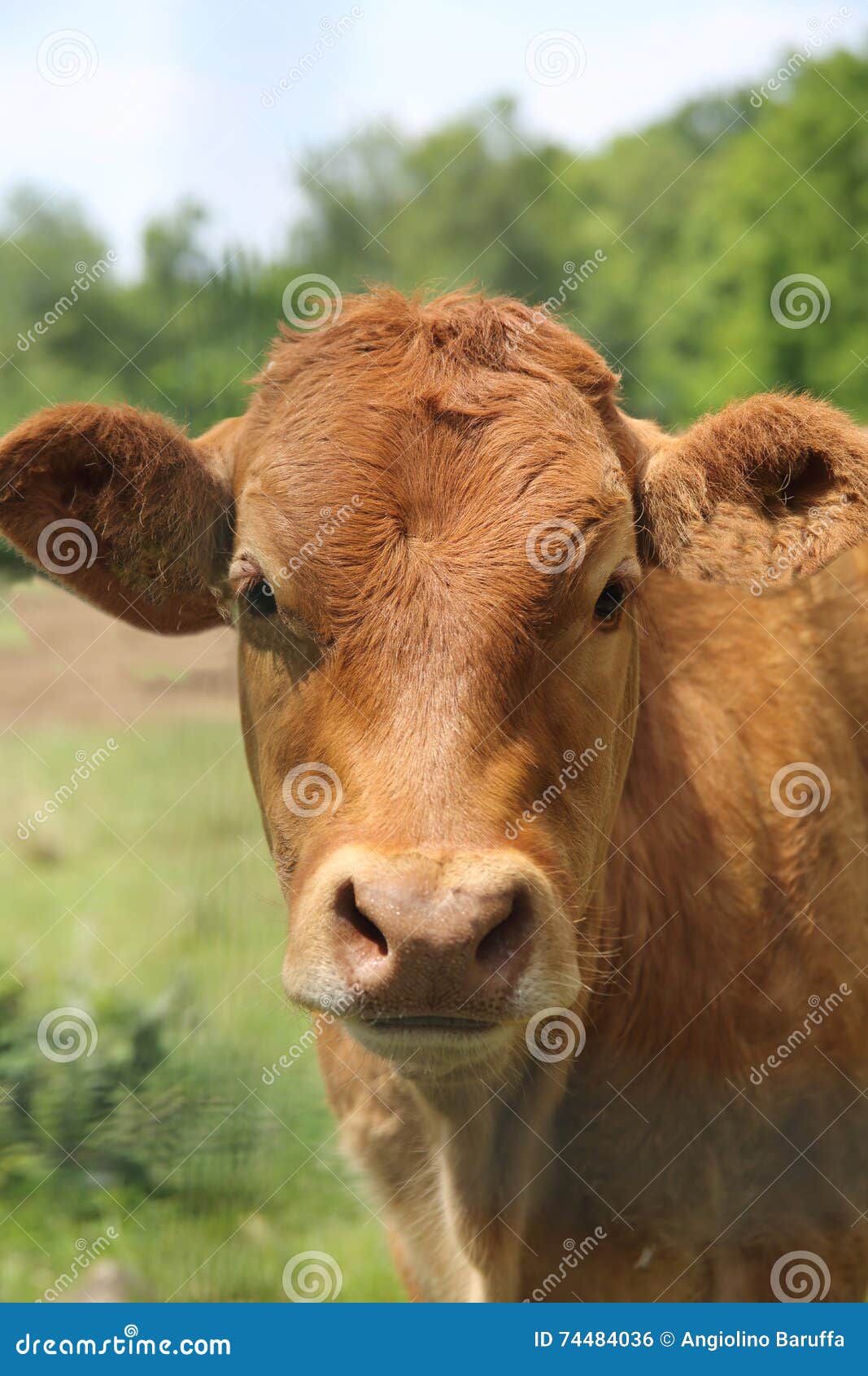 Veal stock photo. Image of veal, young, pasture, farm - 74484036